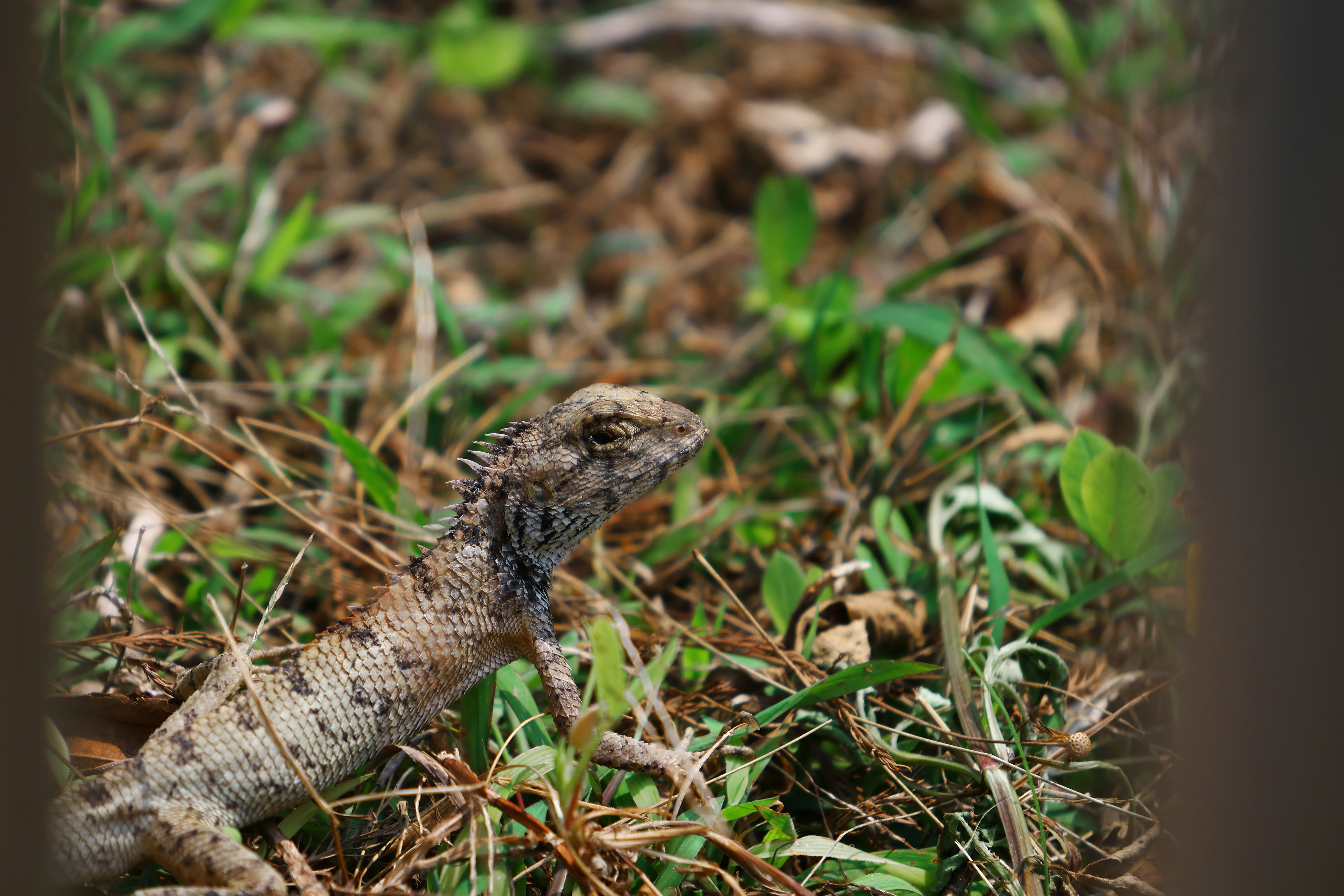 Ground-crest Lizard Stare in Low Underbrush