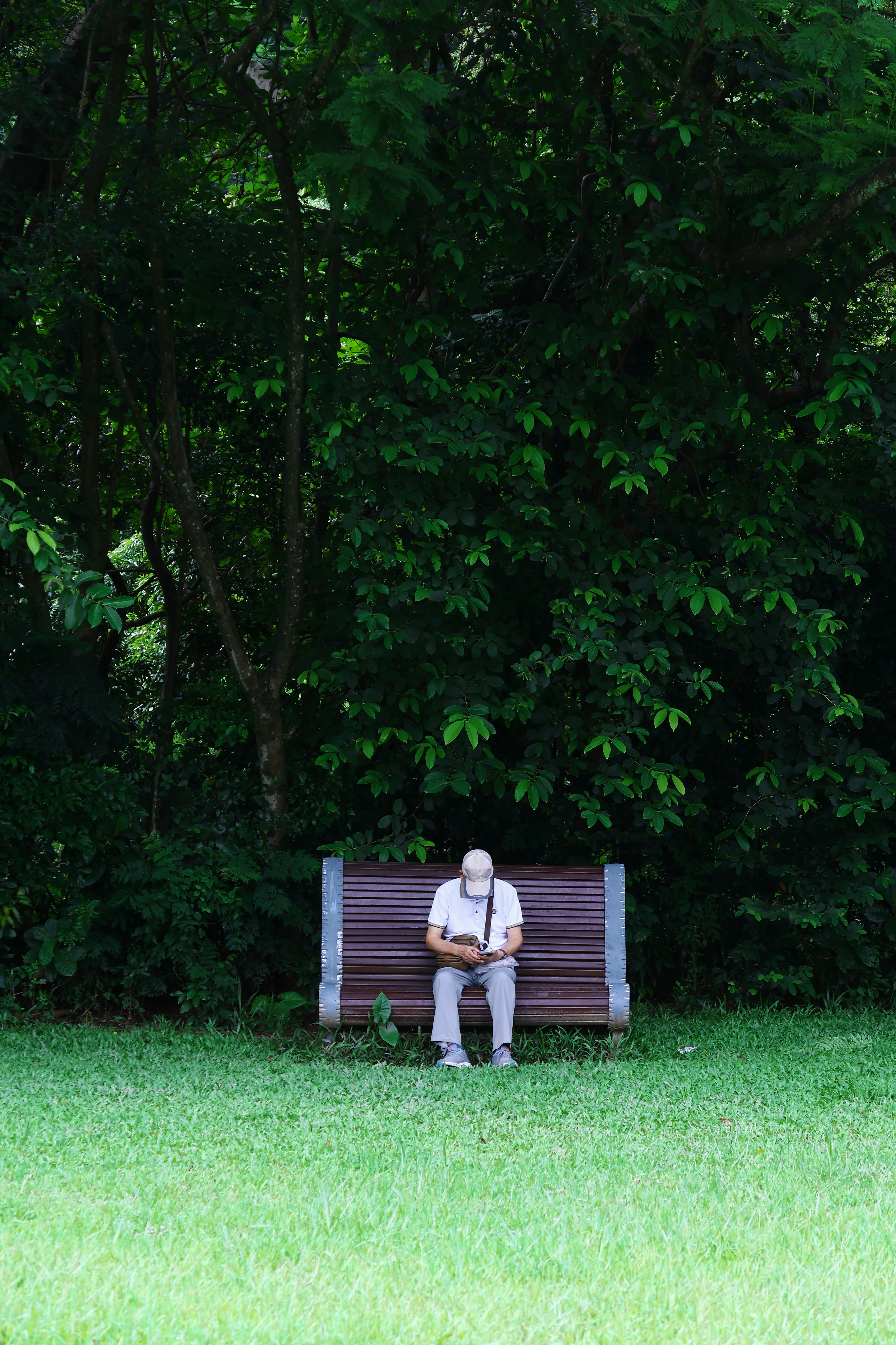 Solitary Reader on a Park Bench Beneath Quiet Canopy