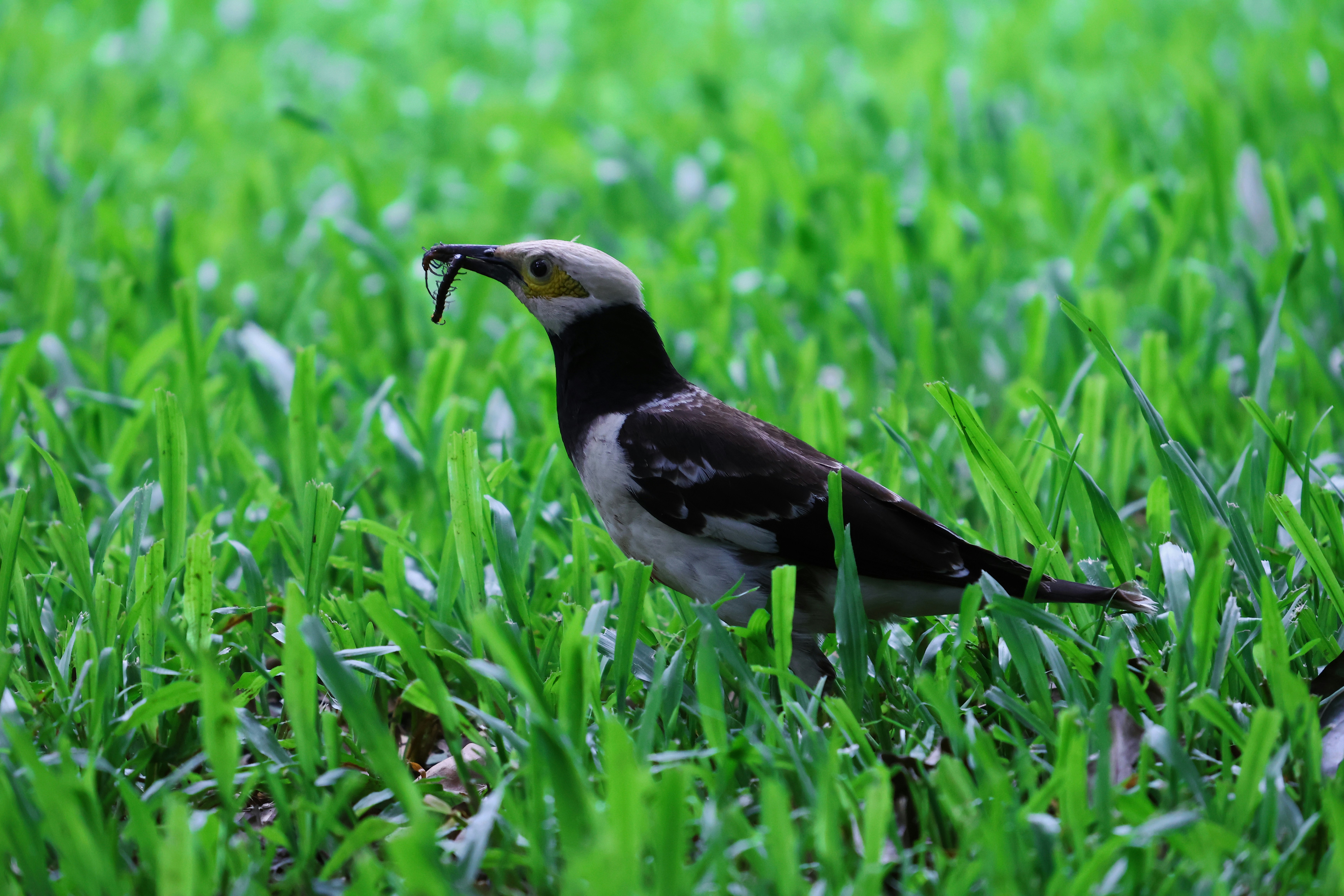 Hawk-mimic Insect Hunter in Emerald Field