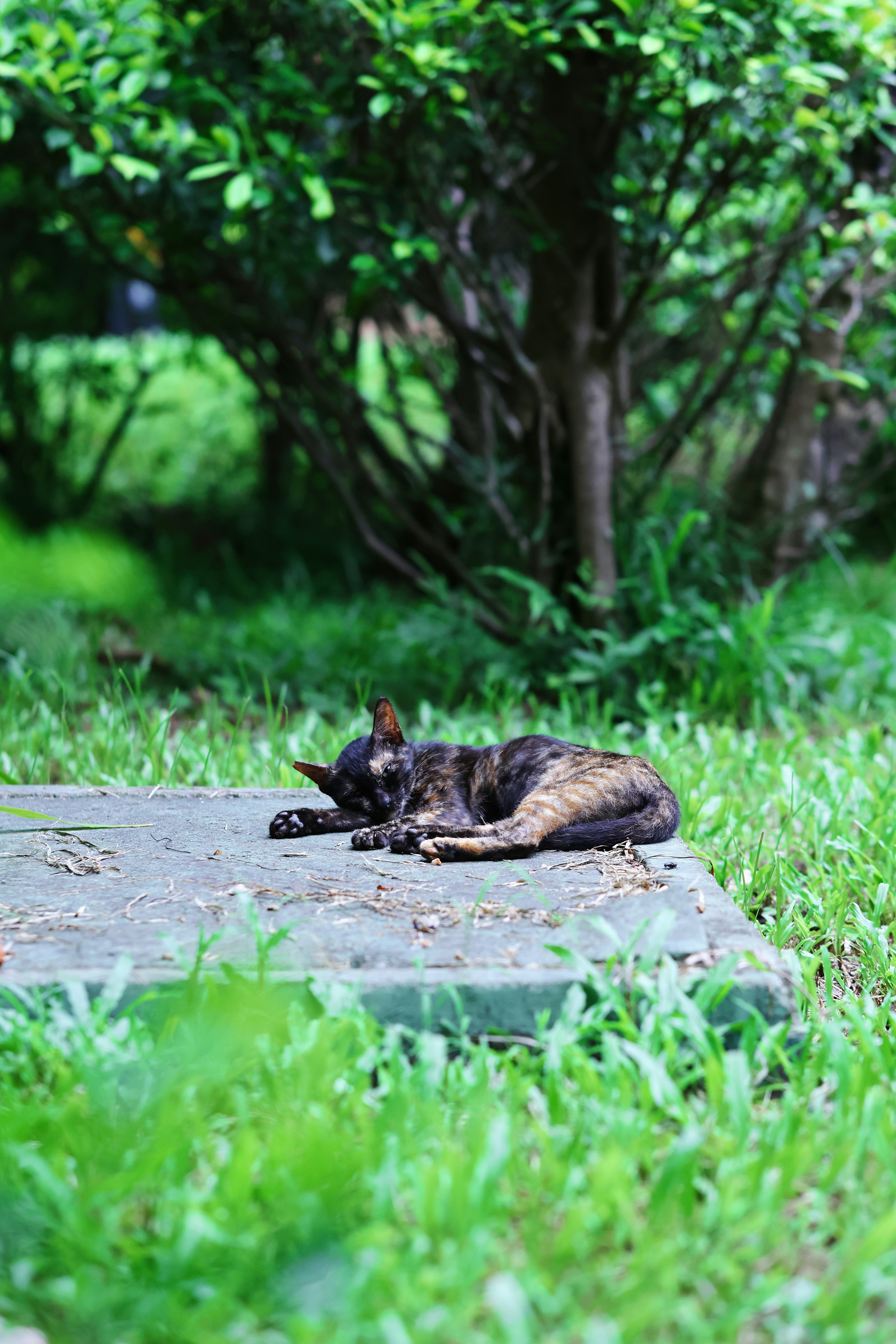 Lulled by the Green: A Cat Reposes on a Concrete Step
