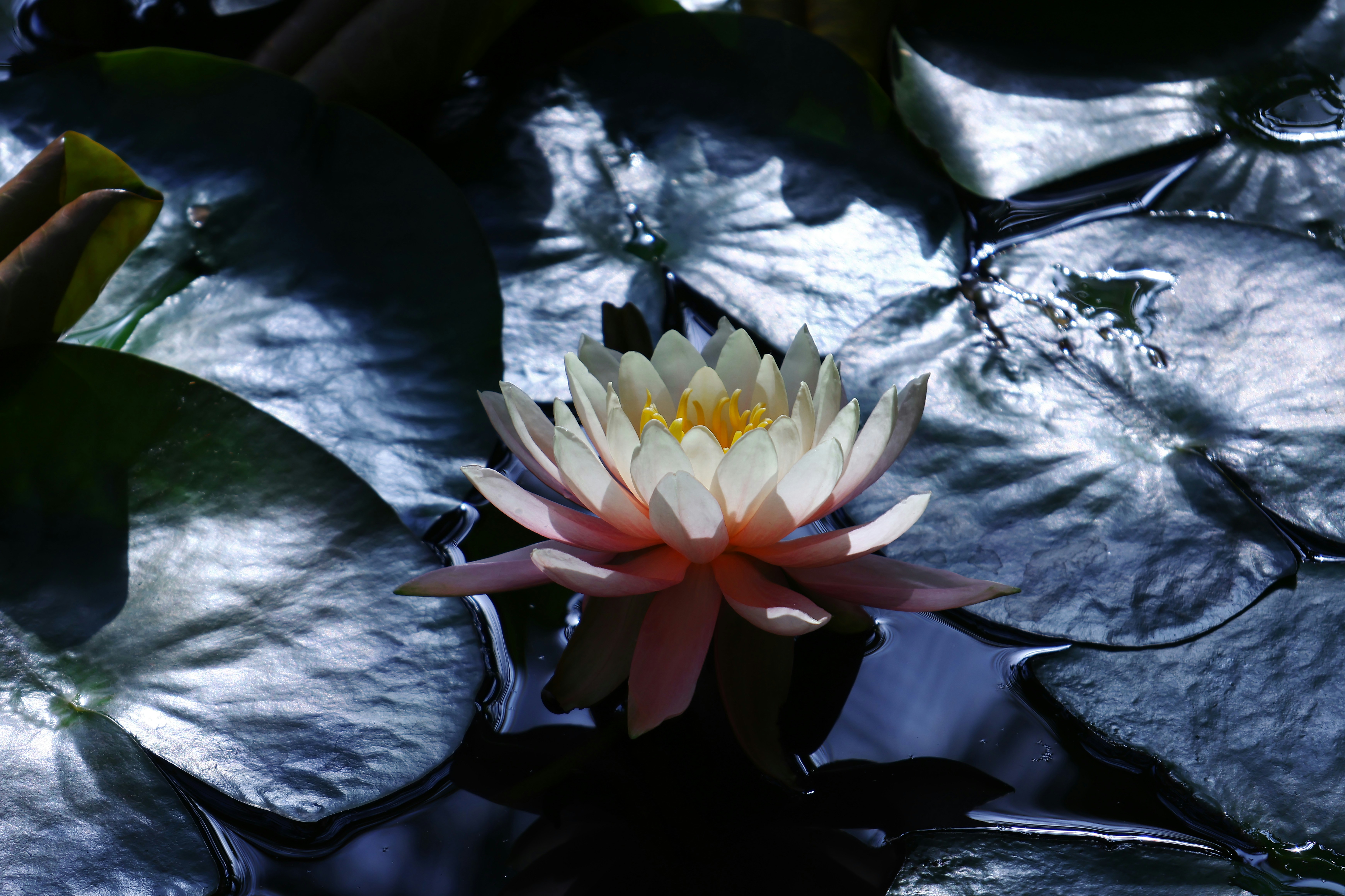 Lotus Bloom Amid Moonlit Water