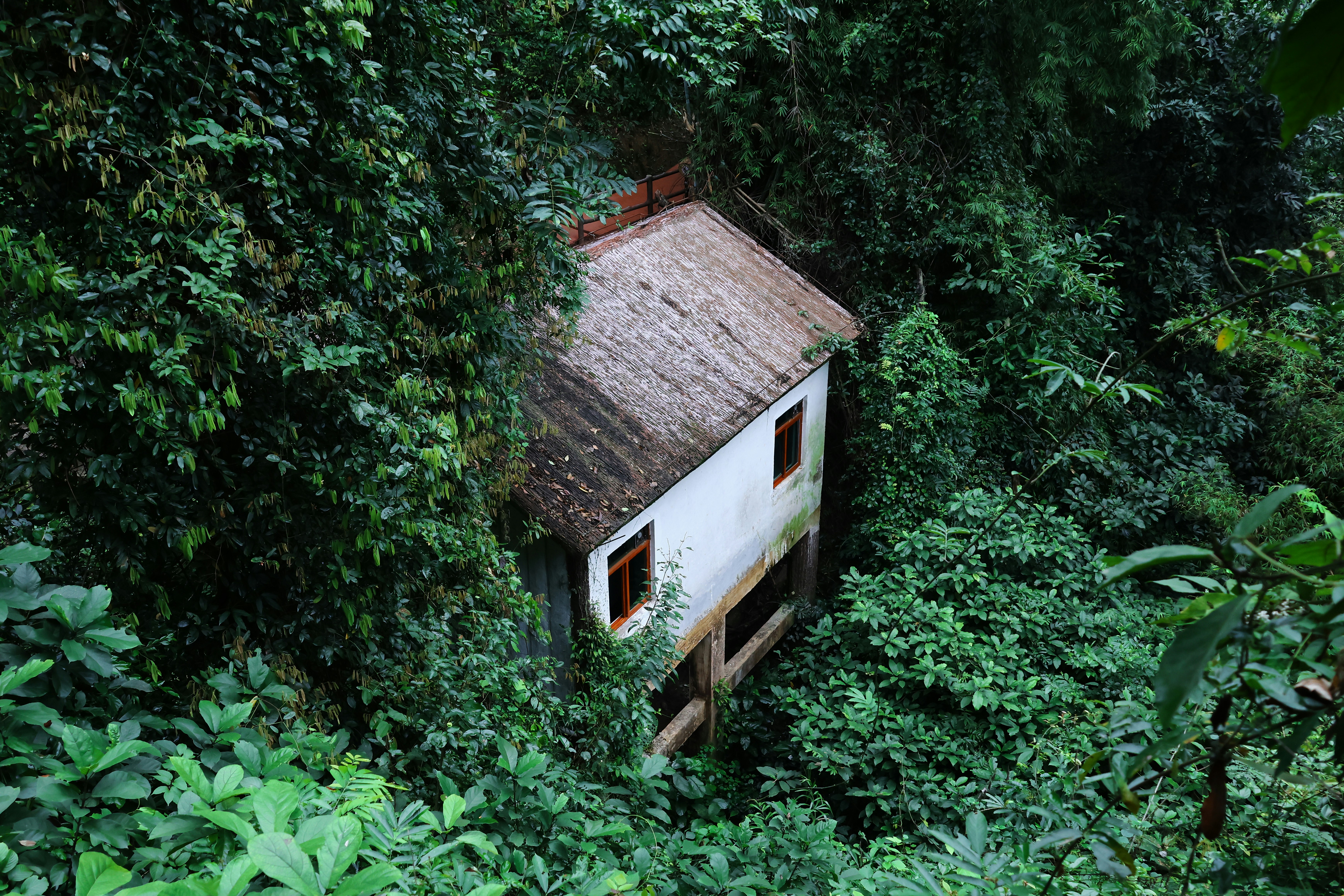 Hidden refuge: a lone cabin peeks through a jungle of green