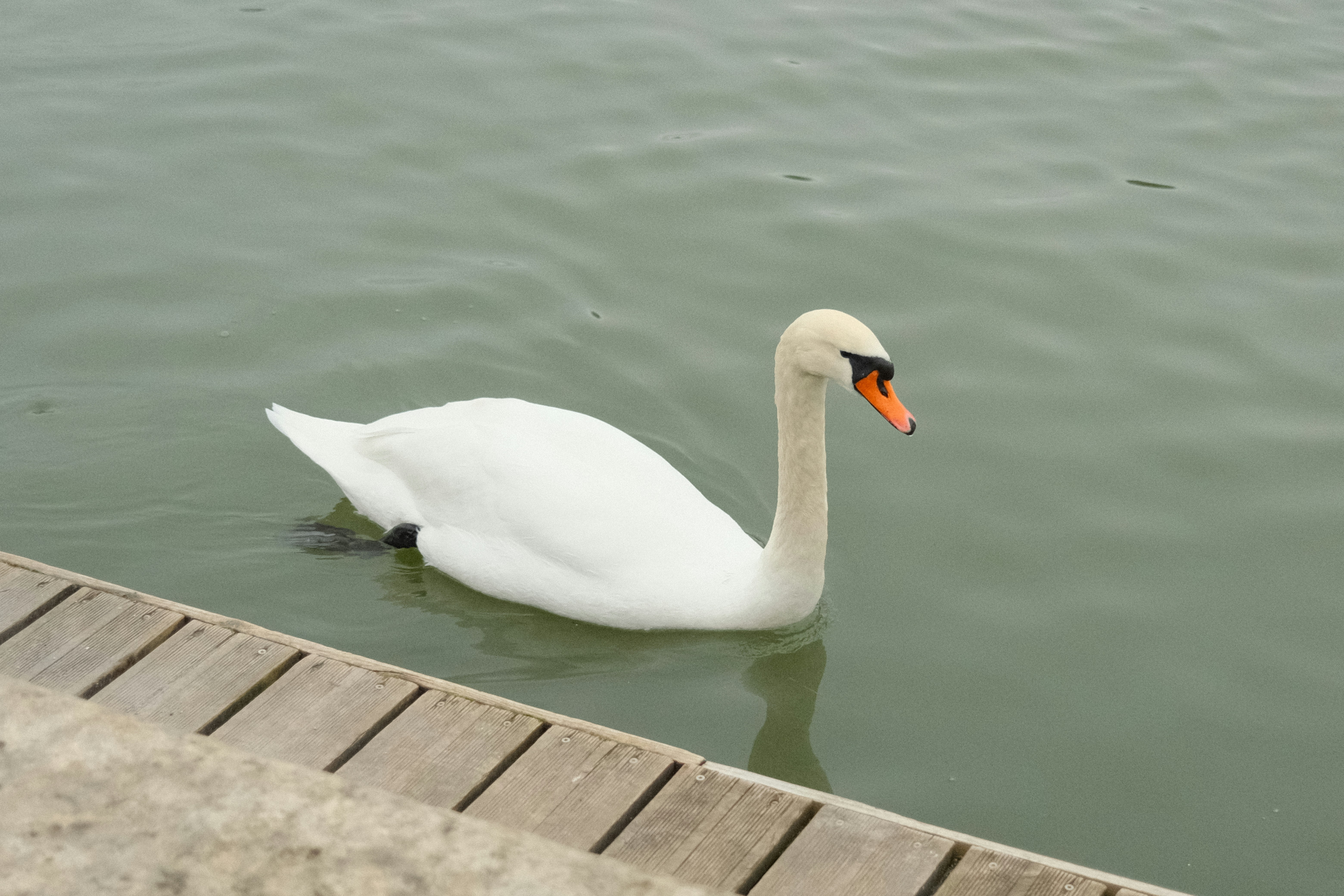 White Swan aboard a Quiet Dusk on the Pontoon