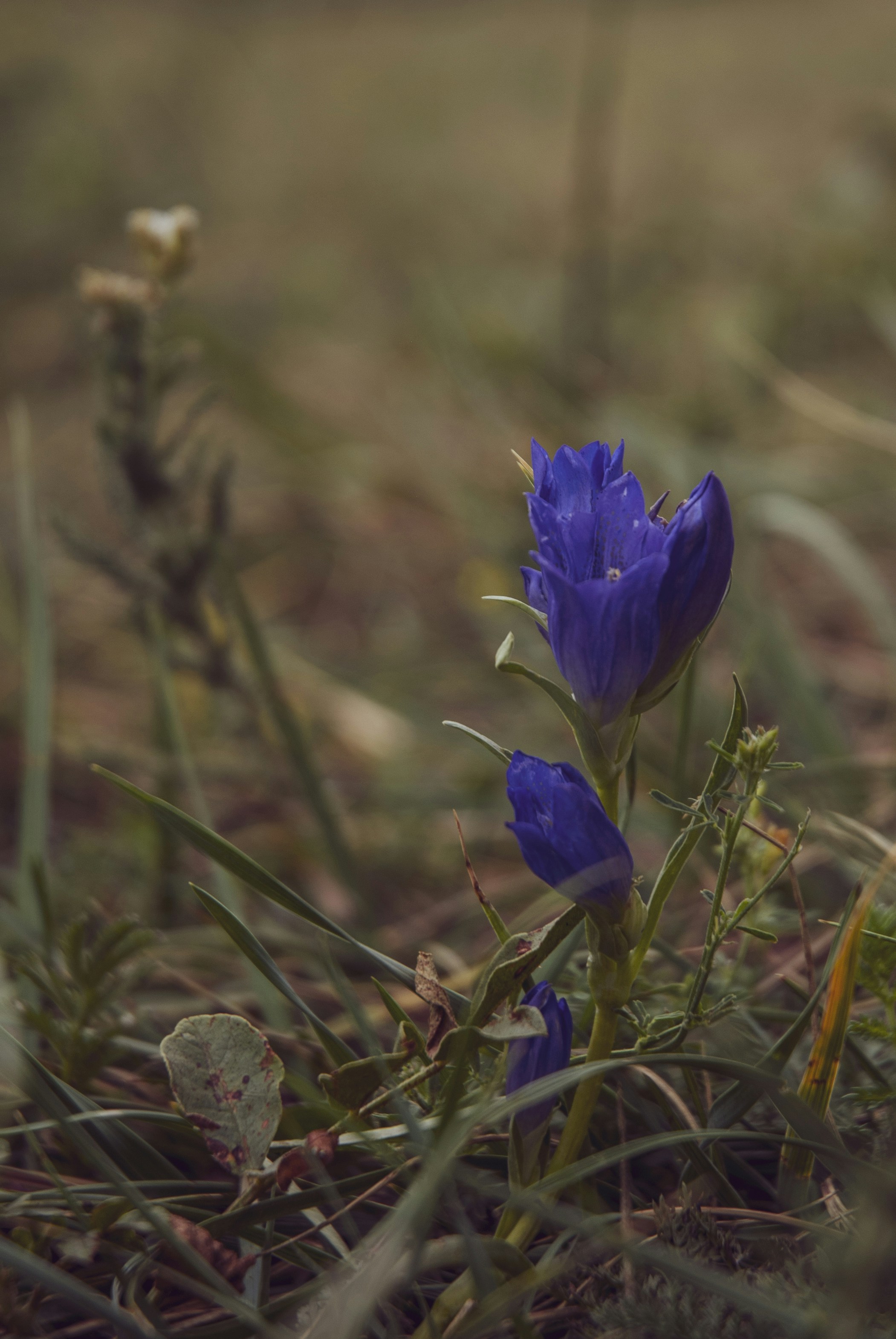 Azure Bloom in Quiet Prairie