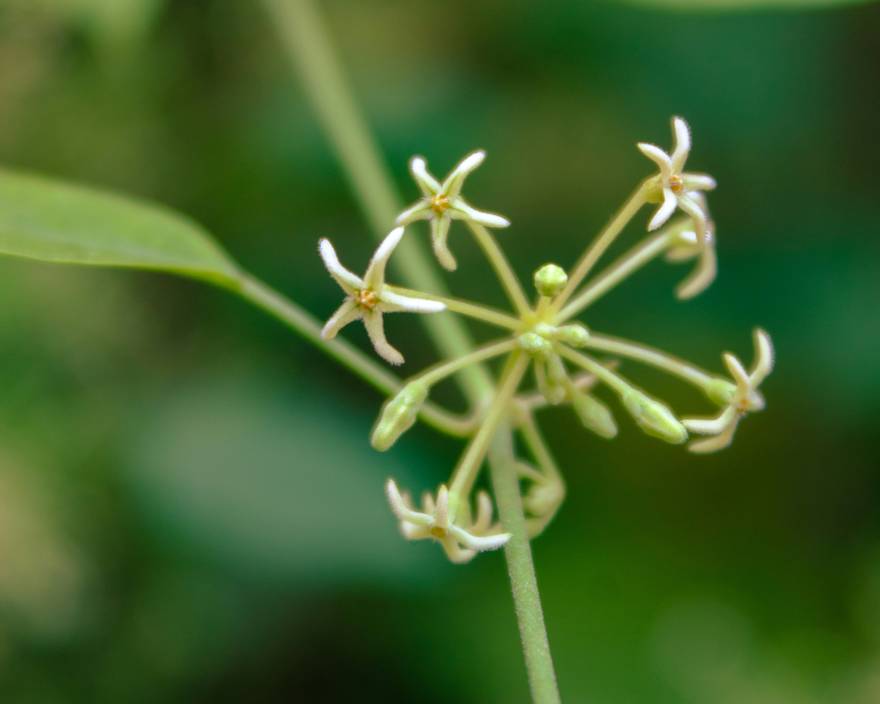 Delicate Solitary Bloom: a microcosm of white-star petals against a softly blurred green backdrop