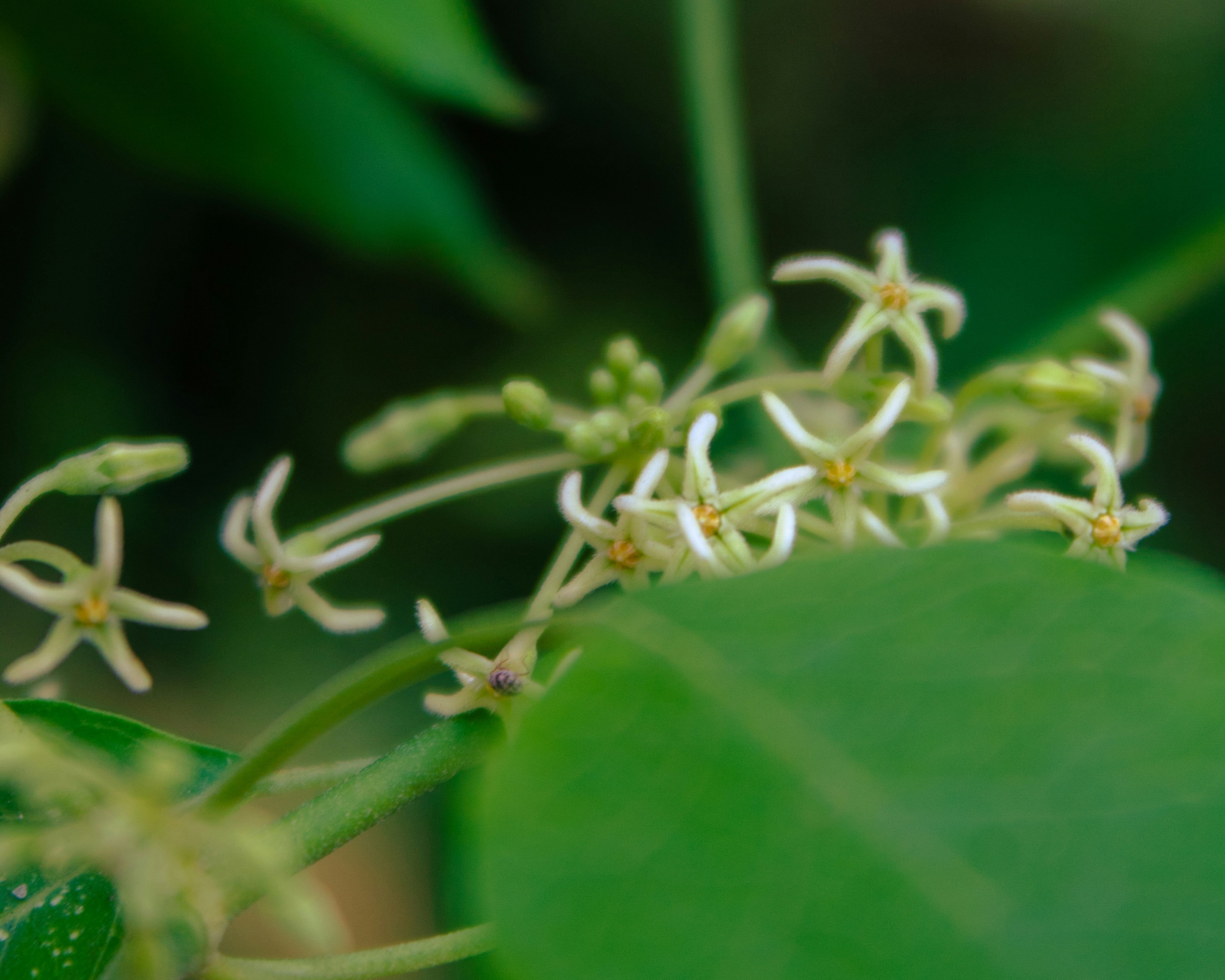 Whispering Blossoms: Tiny Starflowers in a Green Canopy