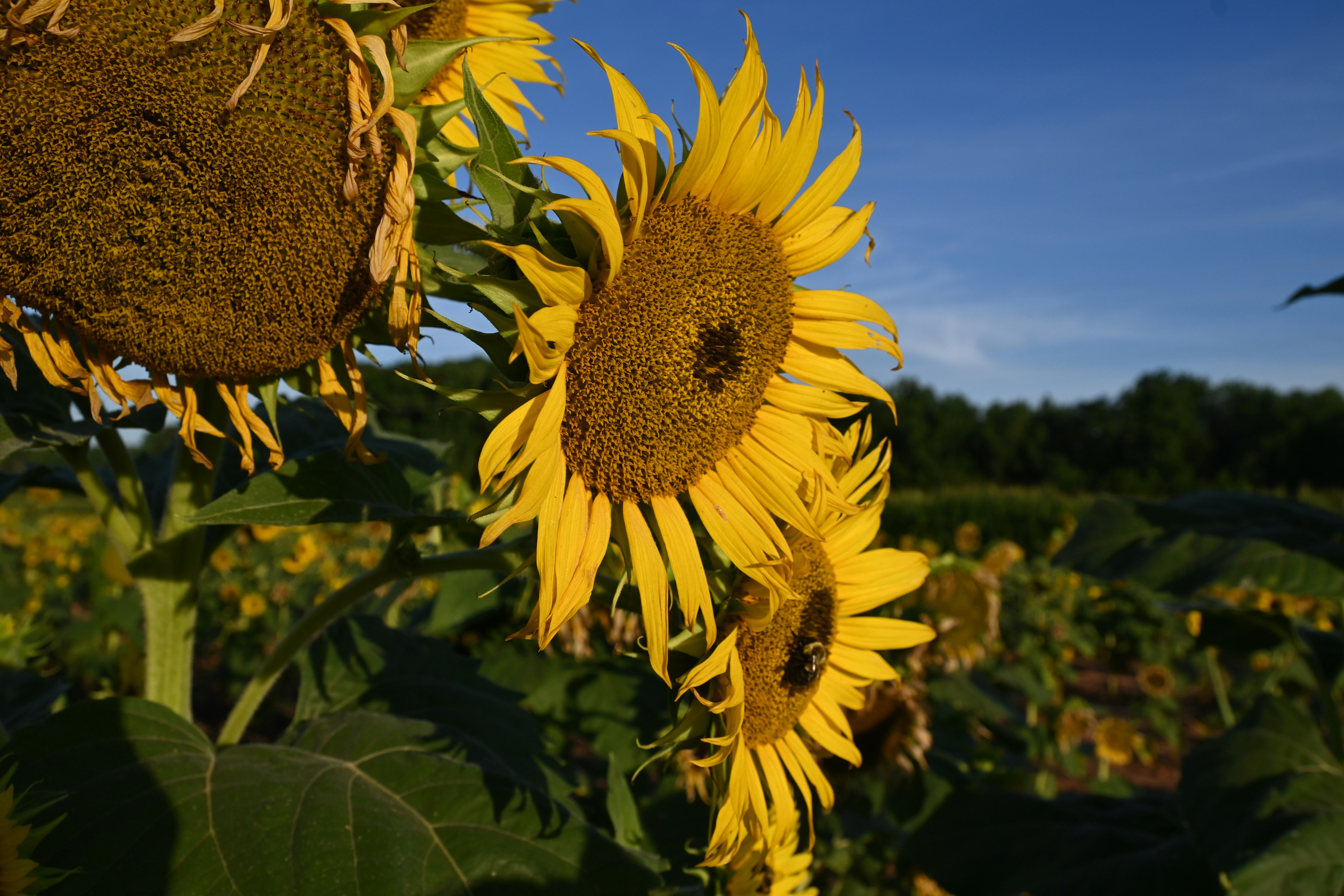 Sunlit Solitude: A Close Portrait of Golden Suns