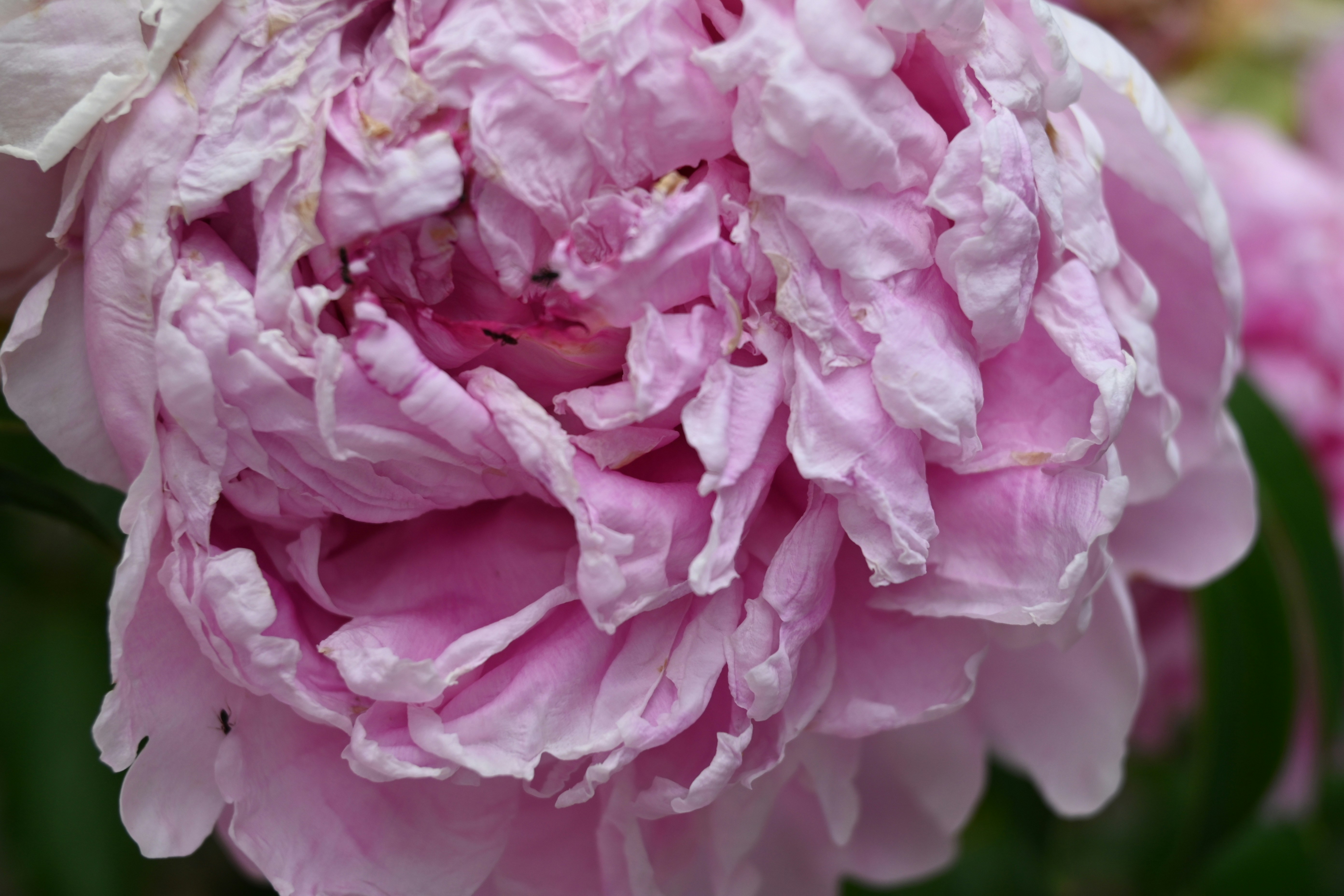 Petal Labyrinth: A Close-Up of a Pink Peony in Full Bloom