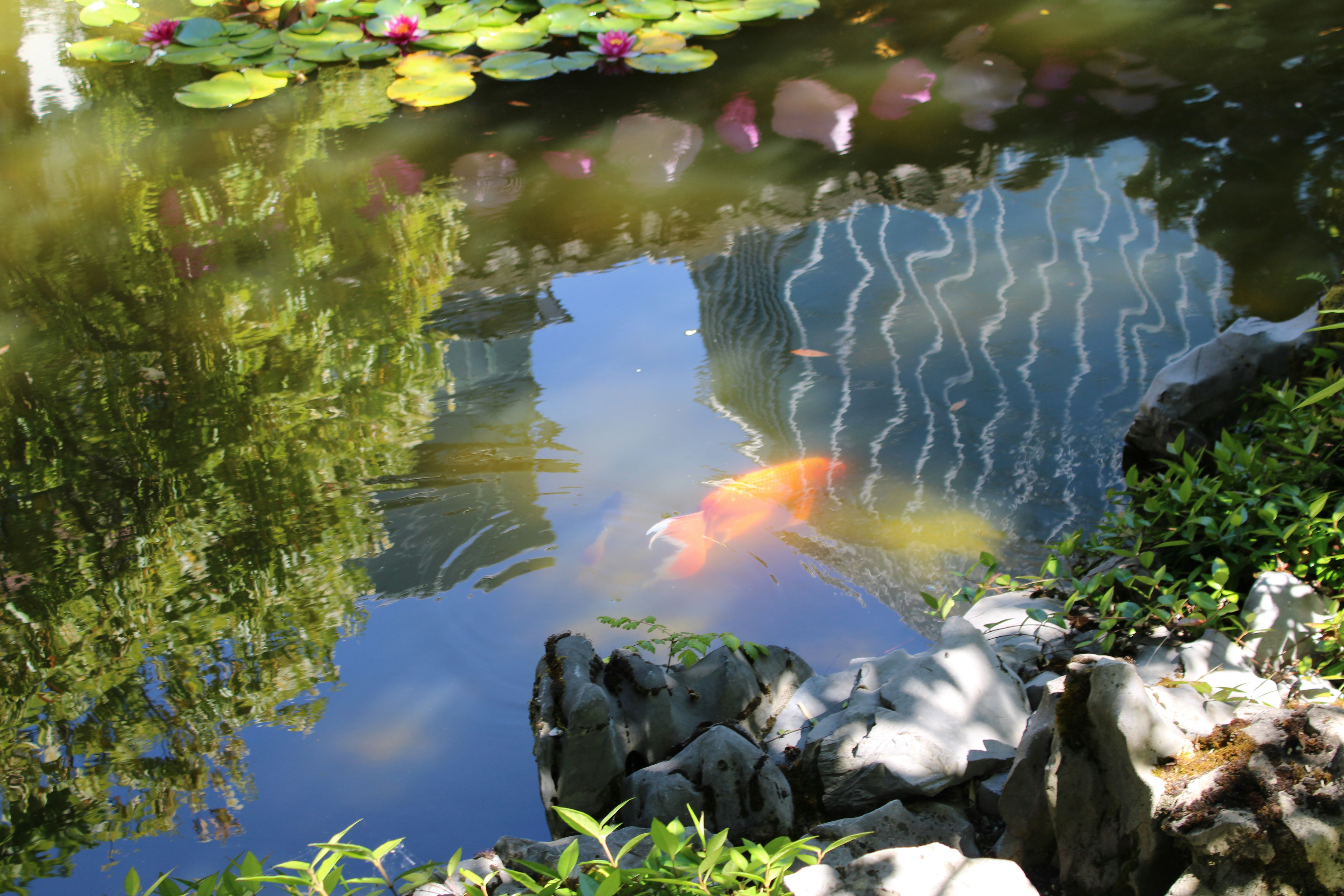 Koi Serenity: A Golden Carriage of Color on Quiet Water