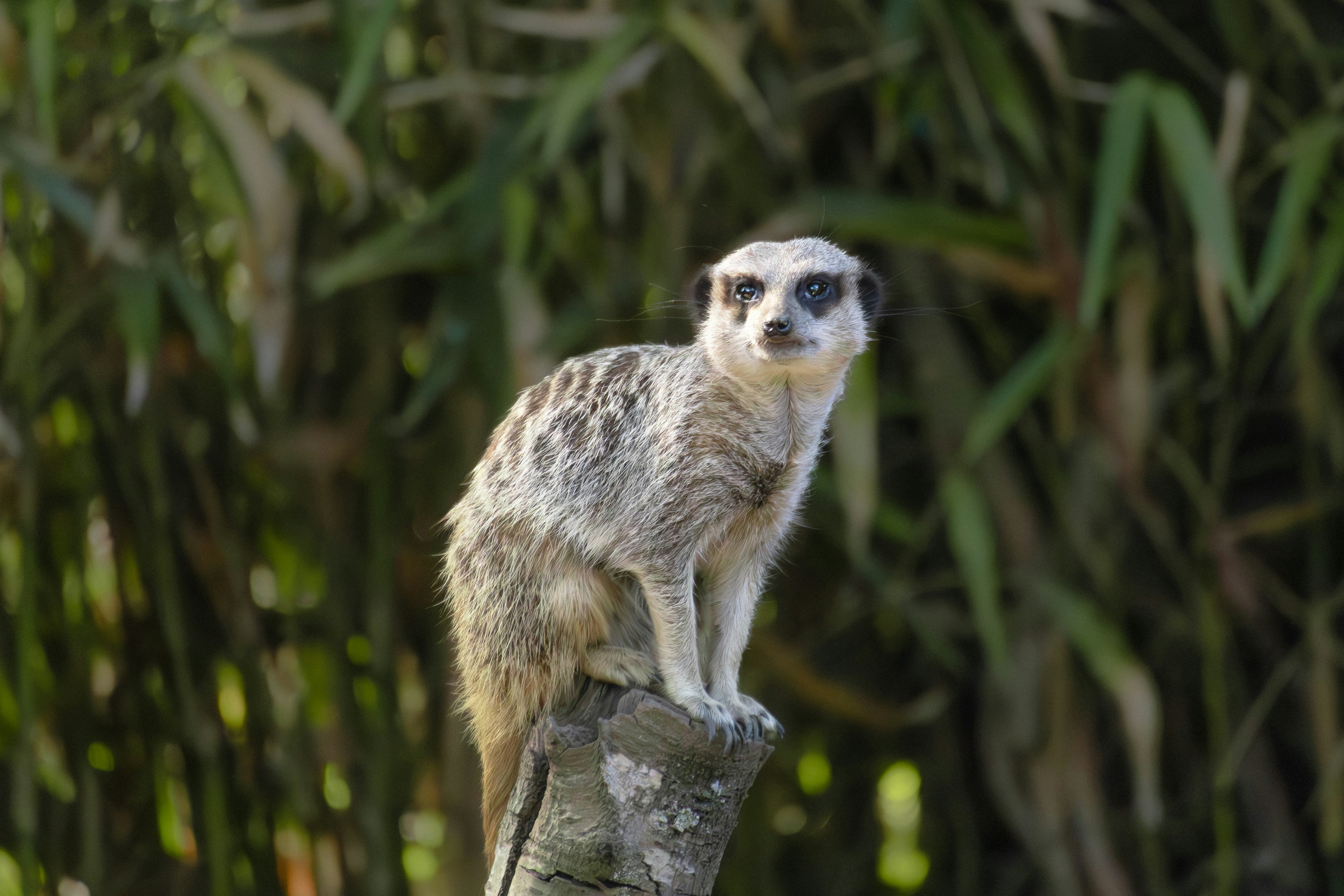 Curious Meerkat Sentinel on a Sunlit Stump