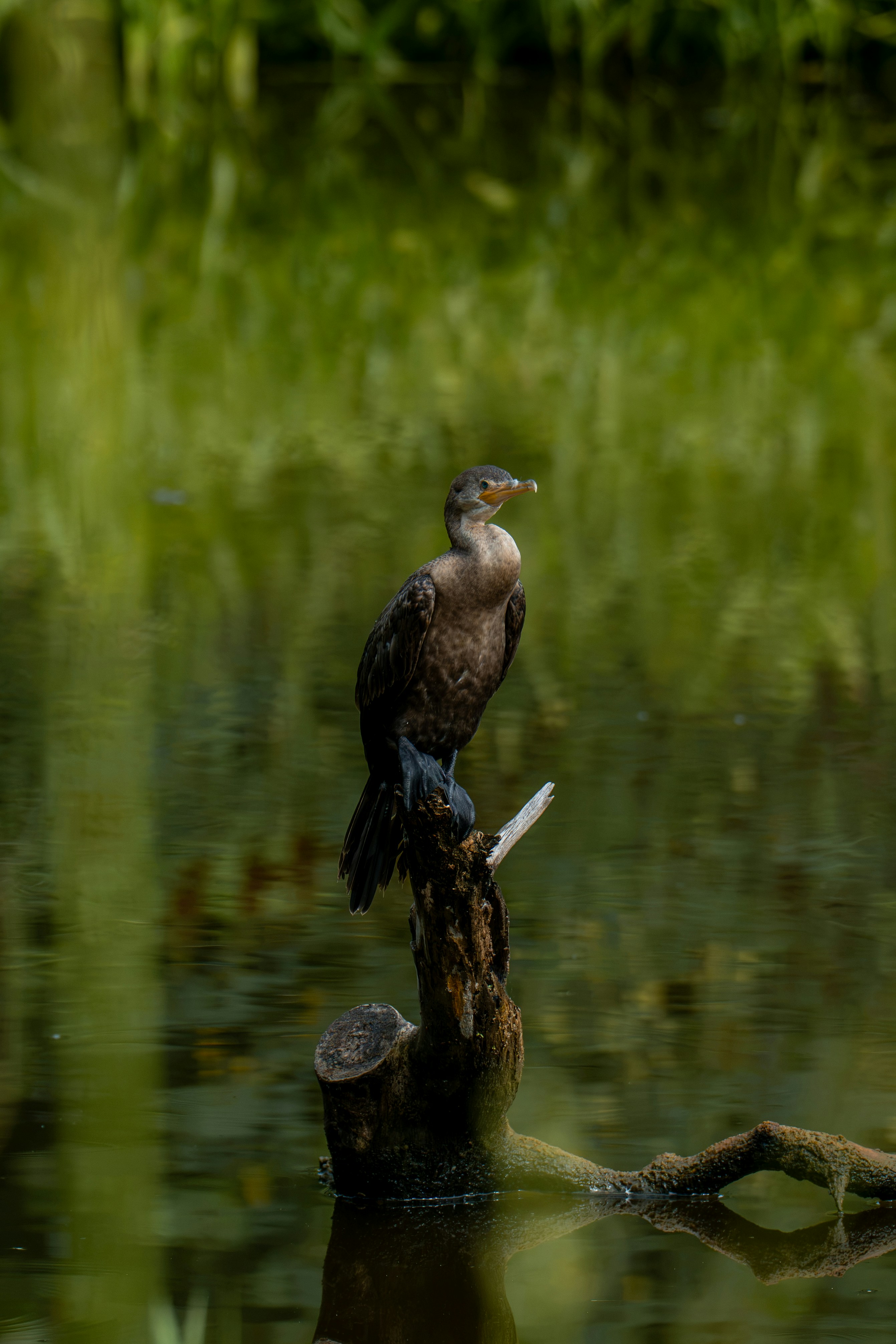 Perched on a Weathered Post: A Cormorant Watches the Quiet Wetland