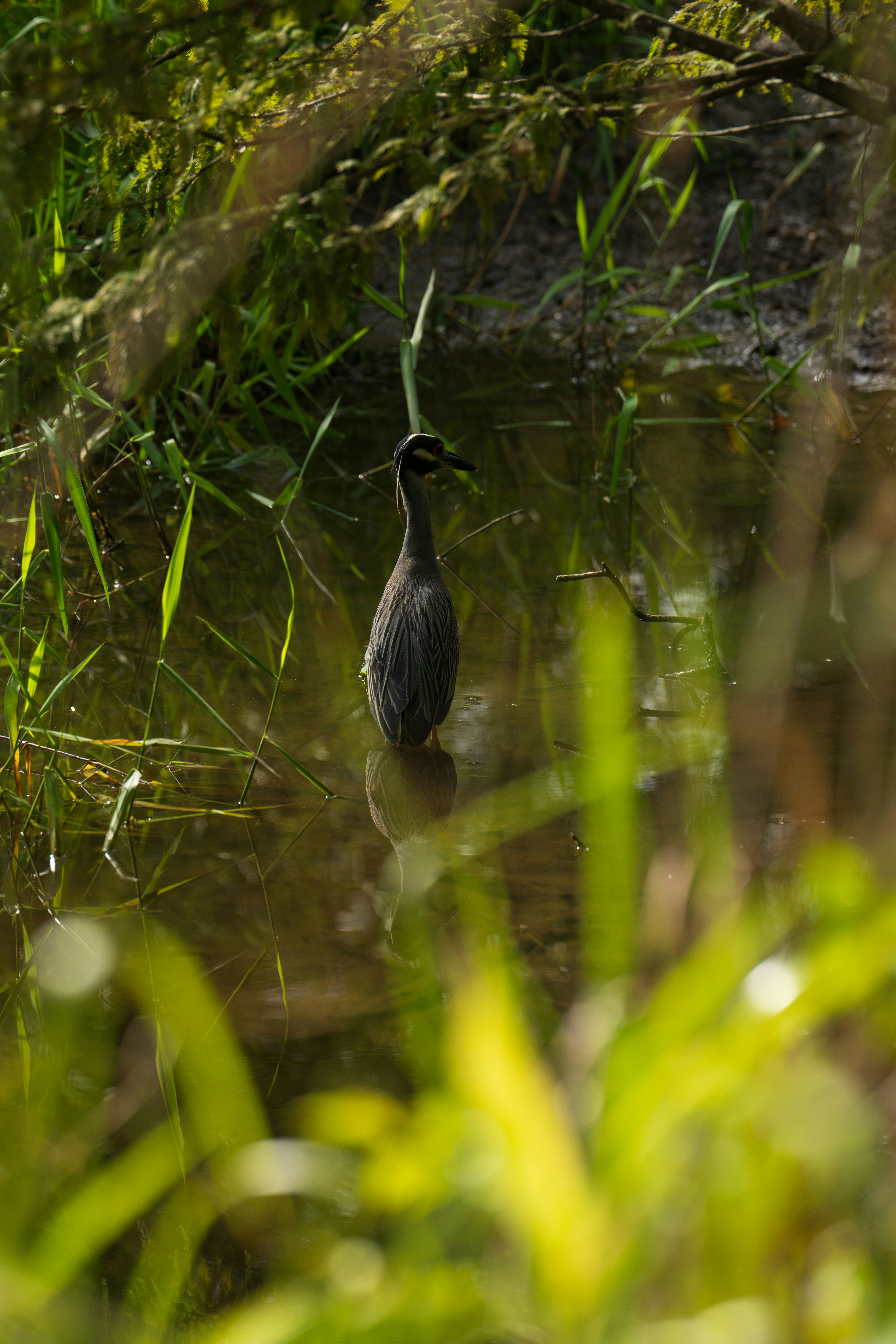 Silent Heron in Reeded Mirror