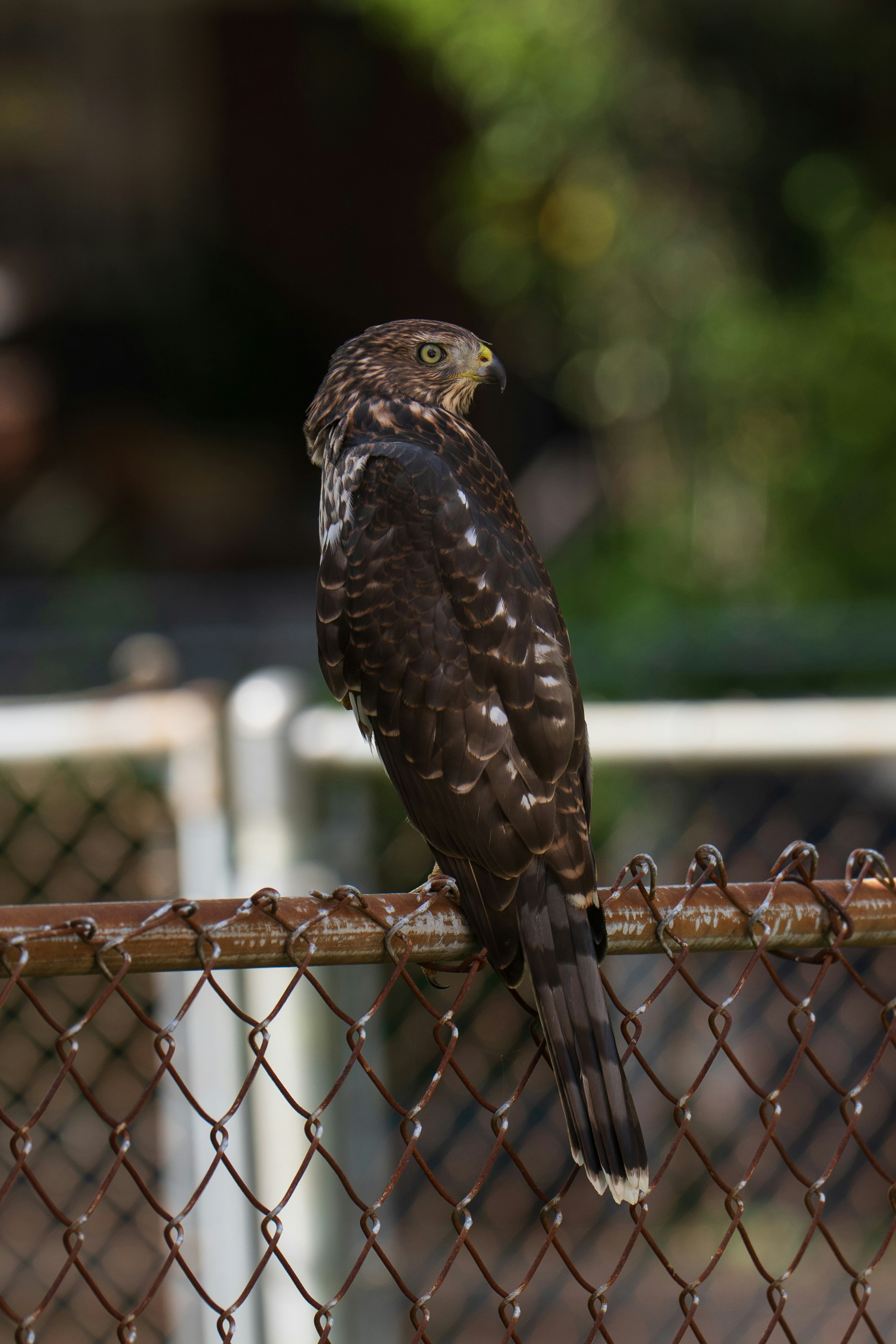 Perched Predatory Gaze: A Sparrowhawk on a Chain-link Stage
