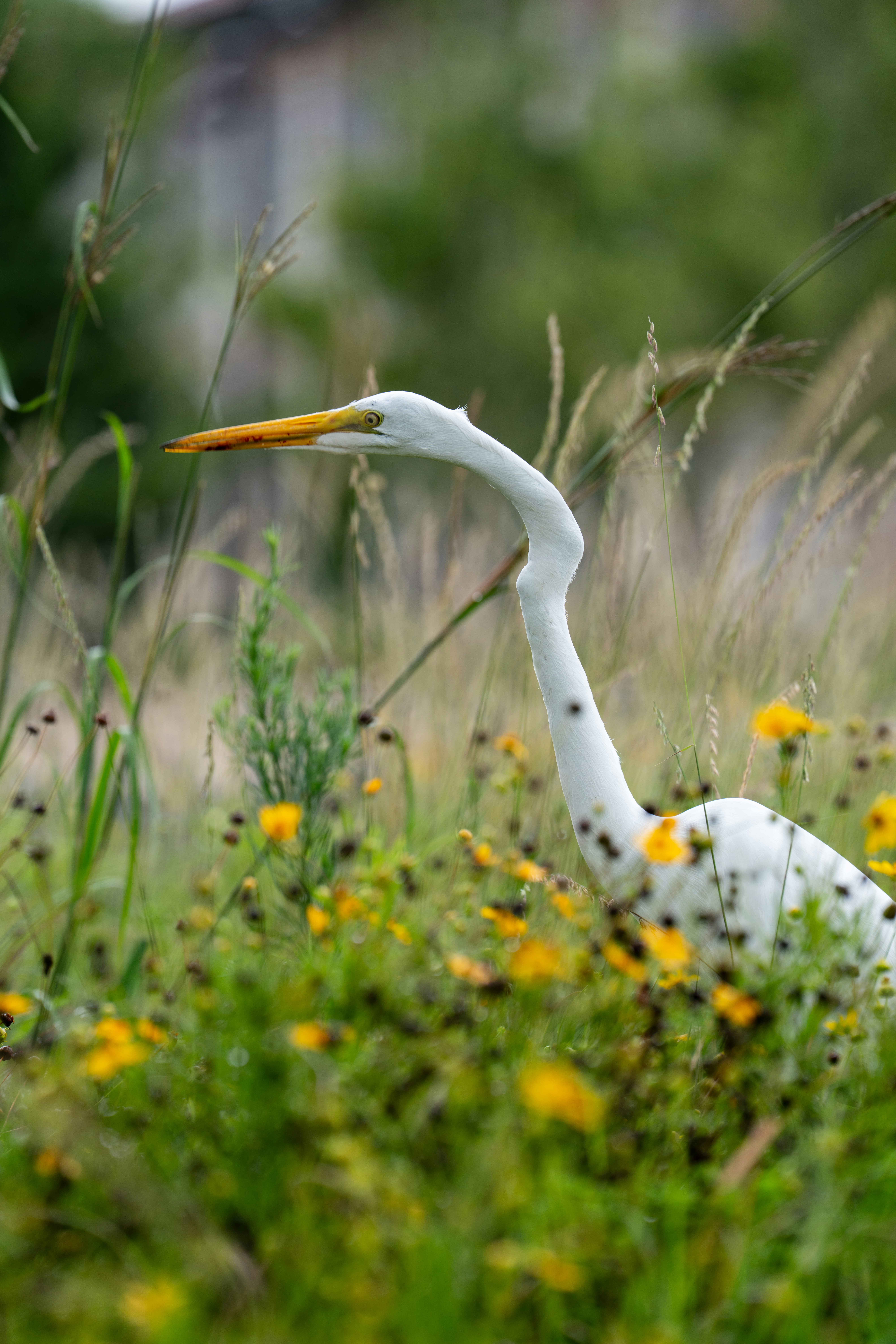 White Heron in a Meadow of Golden Wildflowers