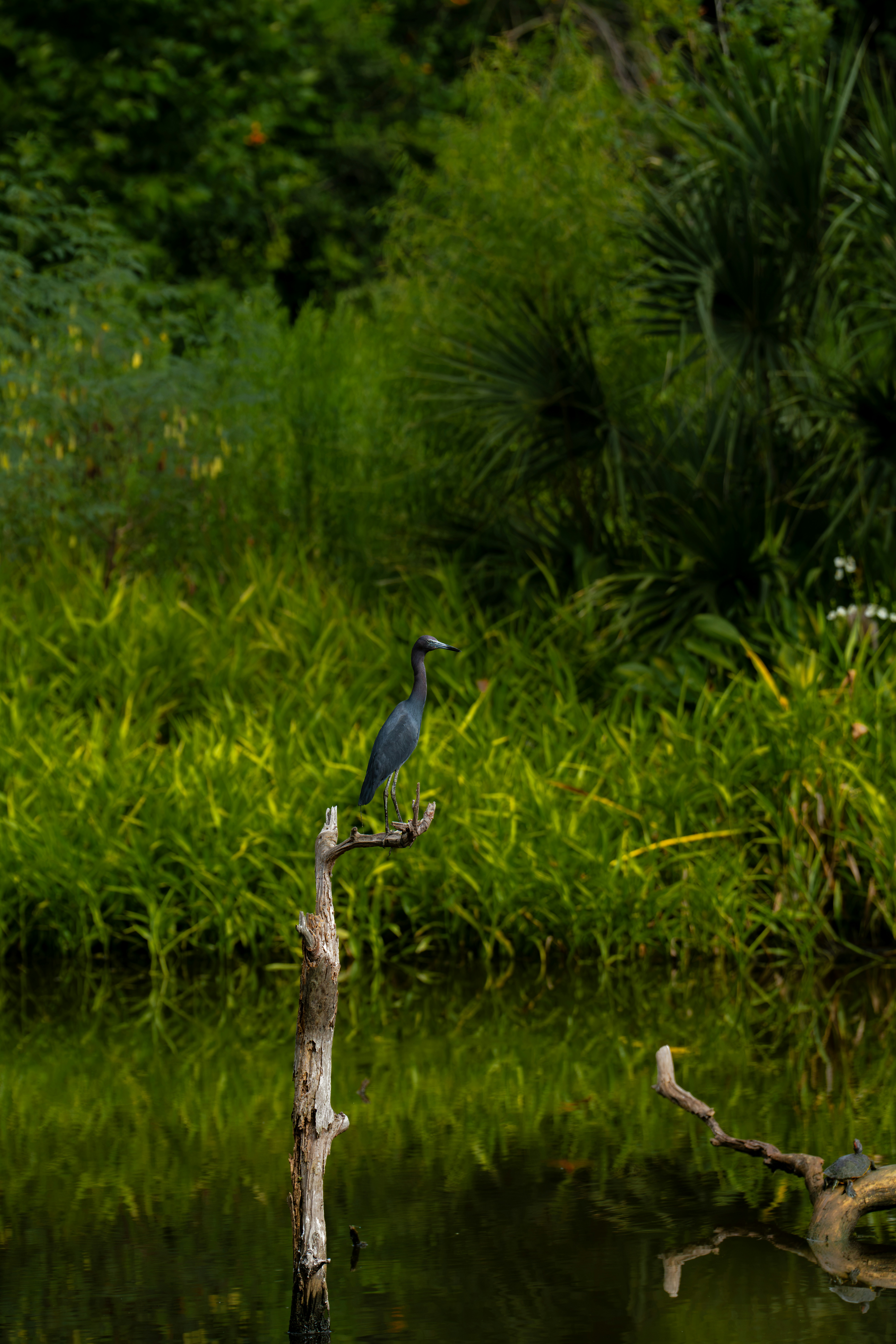 A lone heron guards the wetland throne atop weathered branches