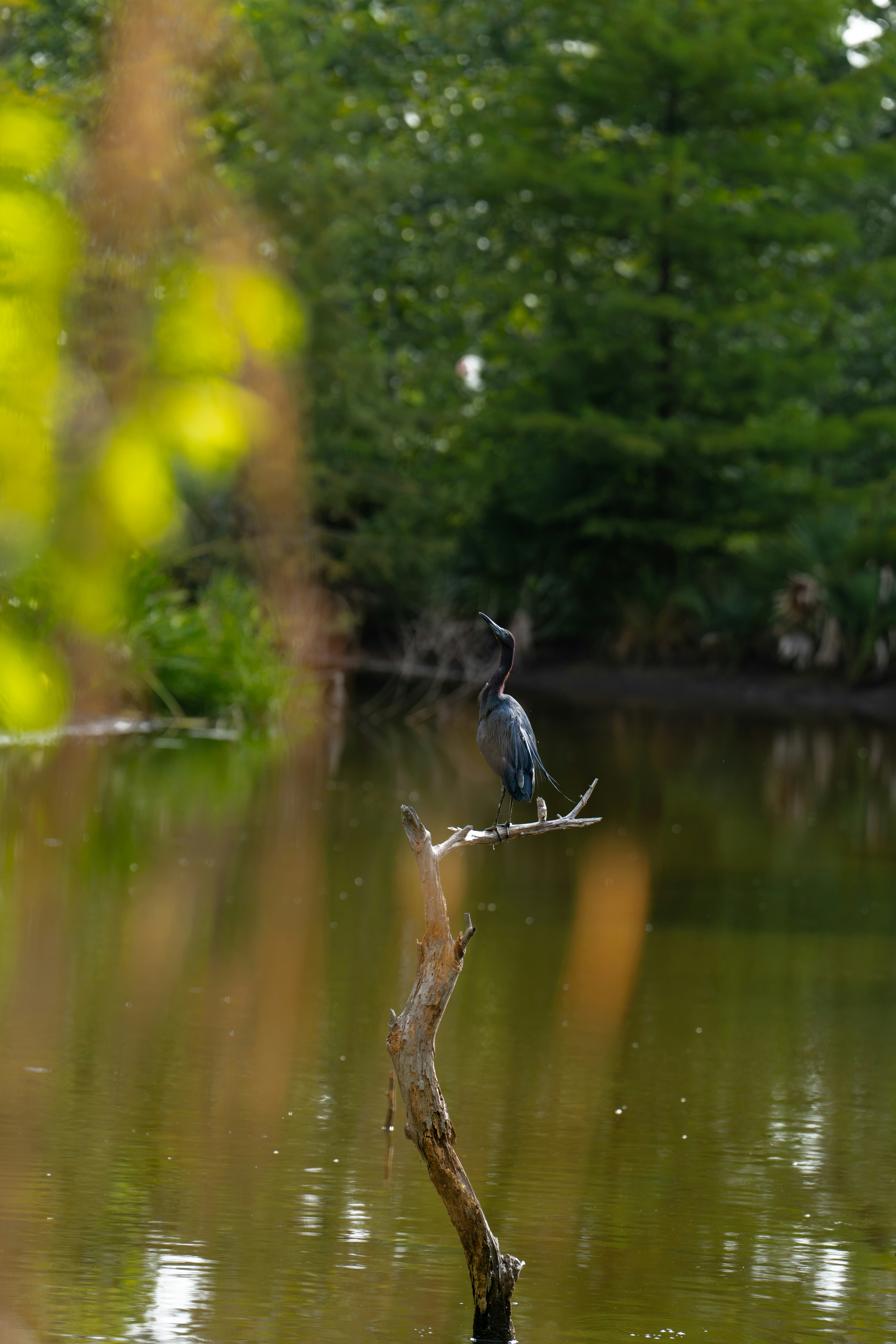 Black heron perched on a weathered branch above a quiet lake