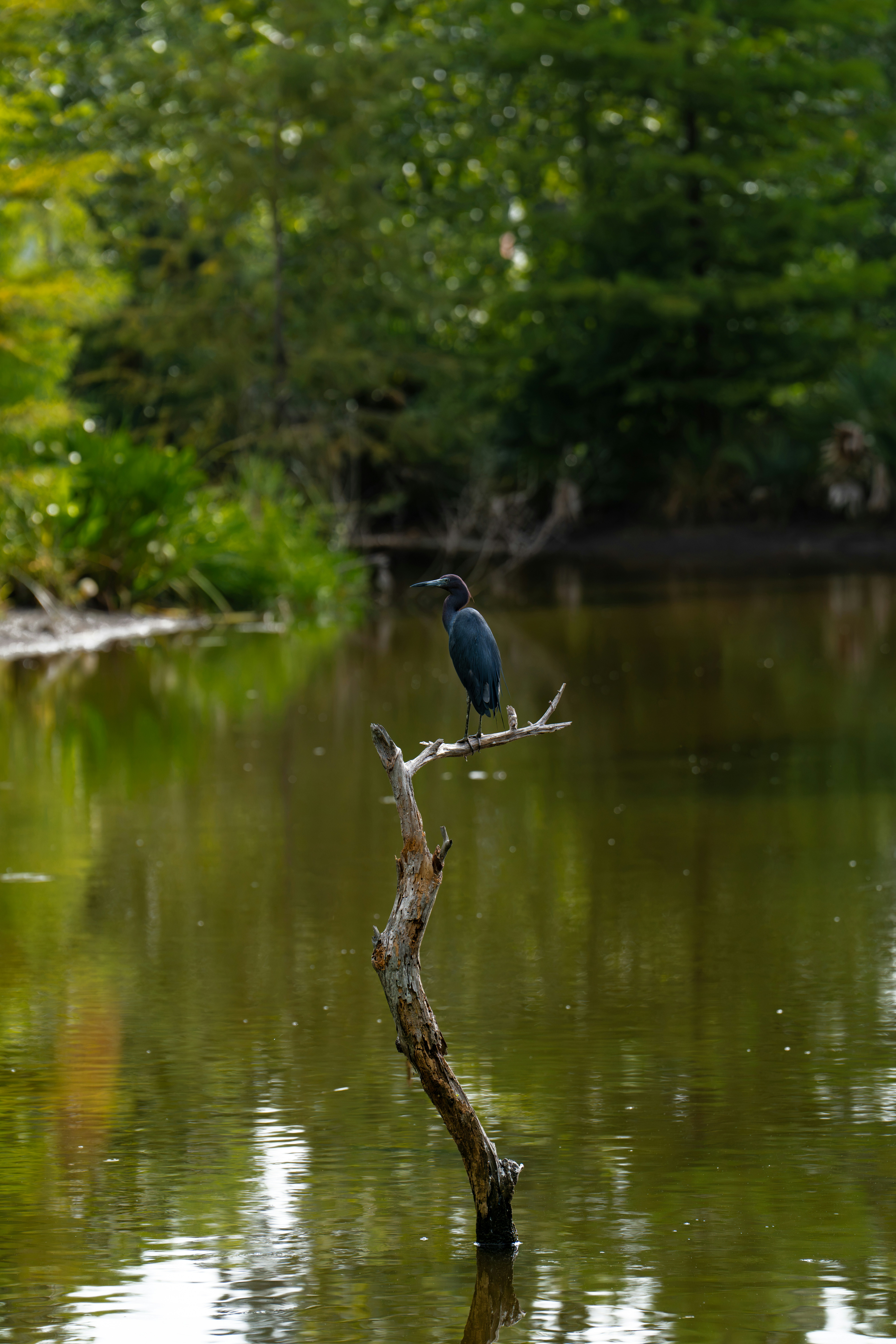 Blue Heron on a Gnarled Branch: Solitude Above the Pond