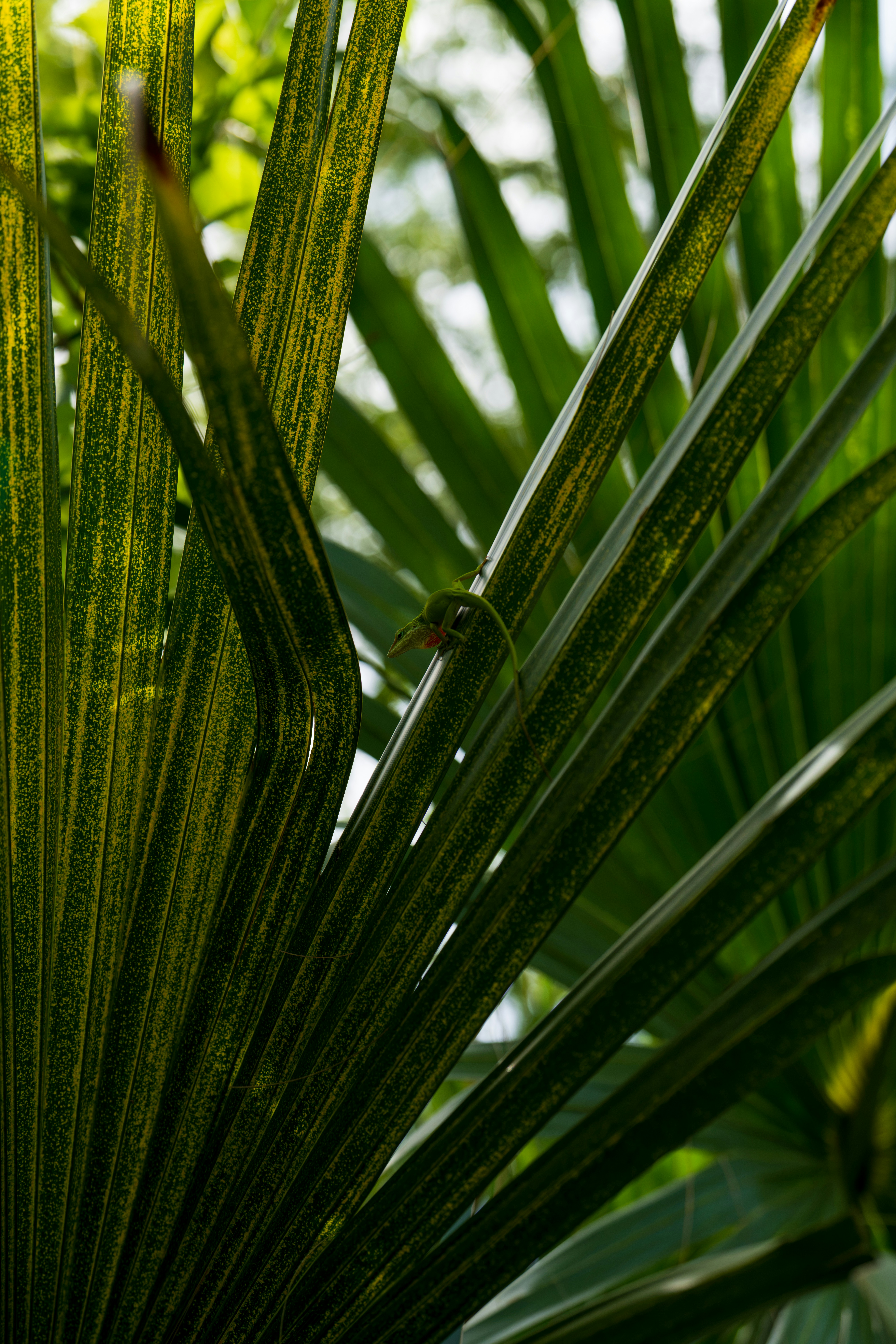 Striated Green Foliage Converging in Sunlit Depths