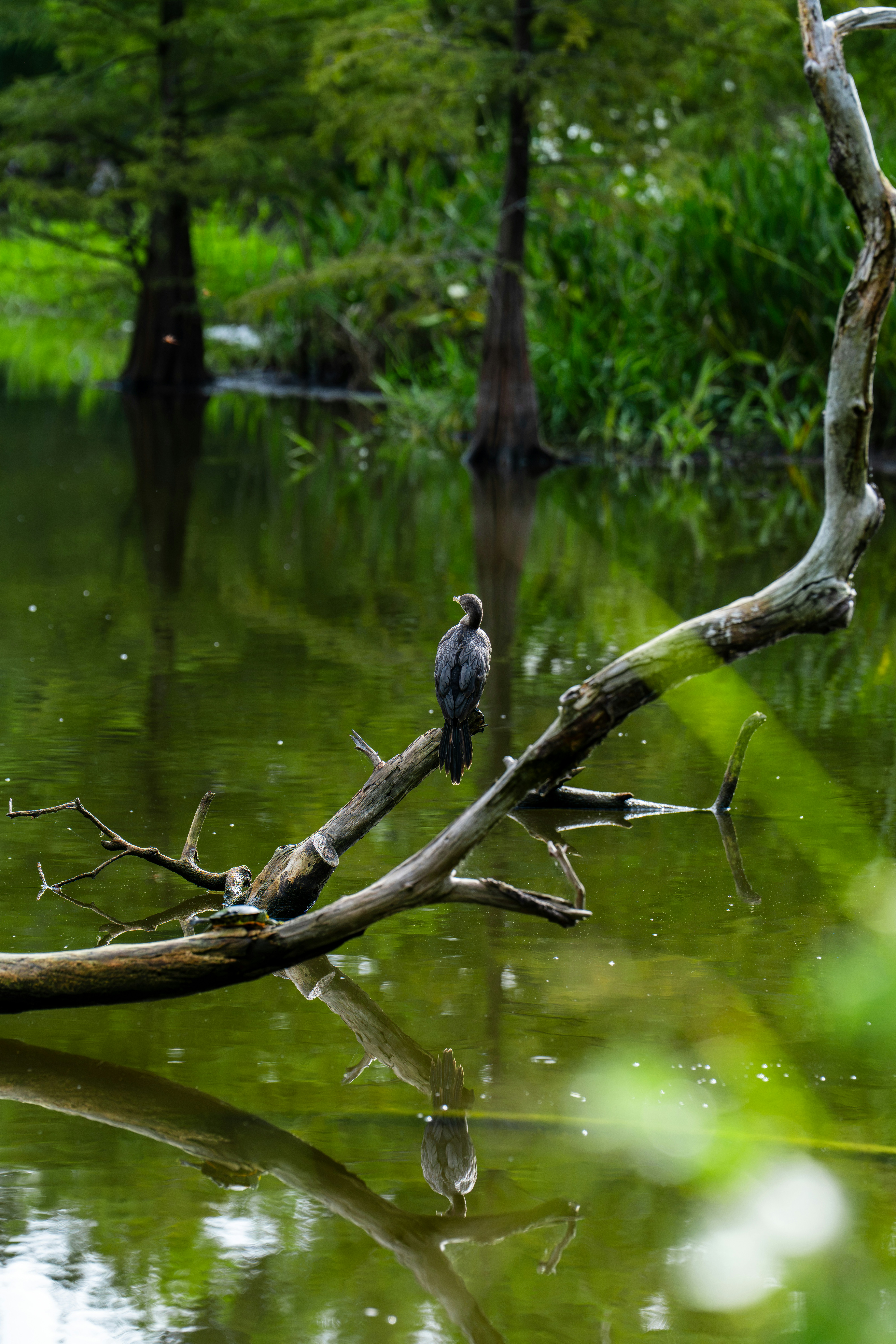 Branch Perch: A Quiet Heron Watching Over a Mossy Pond