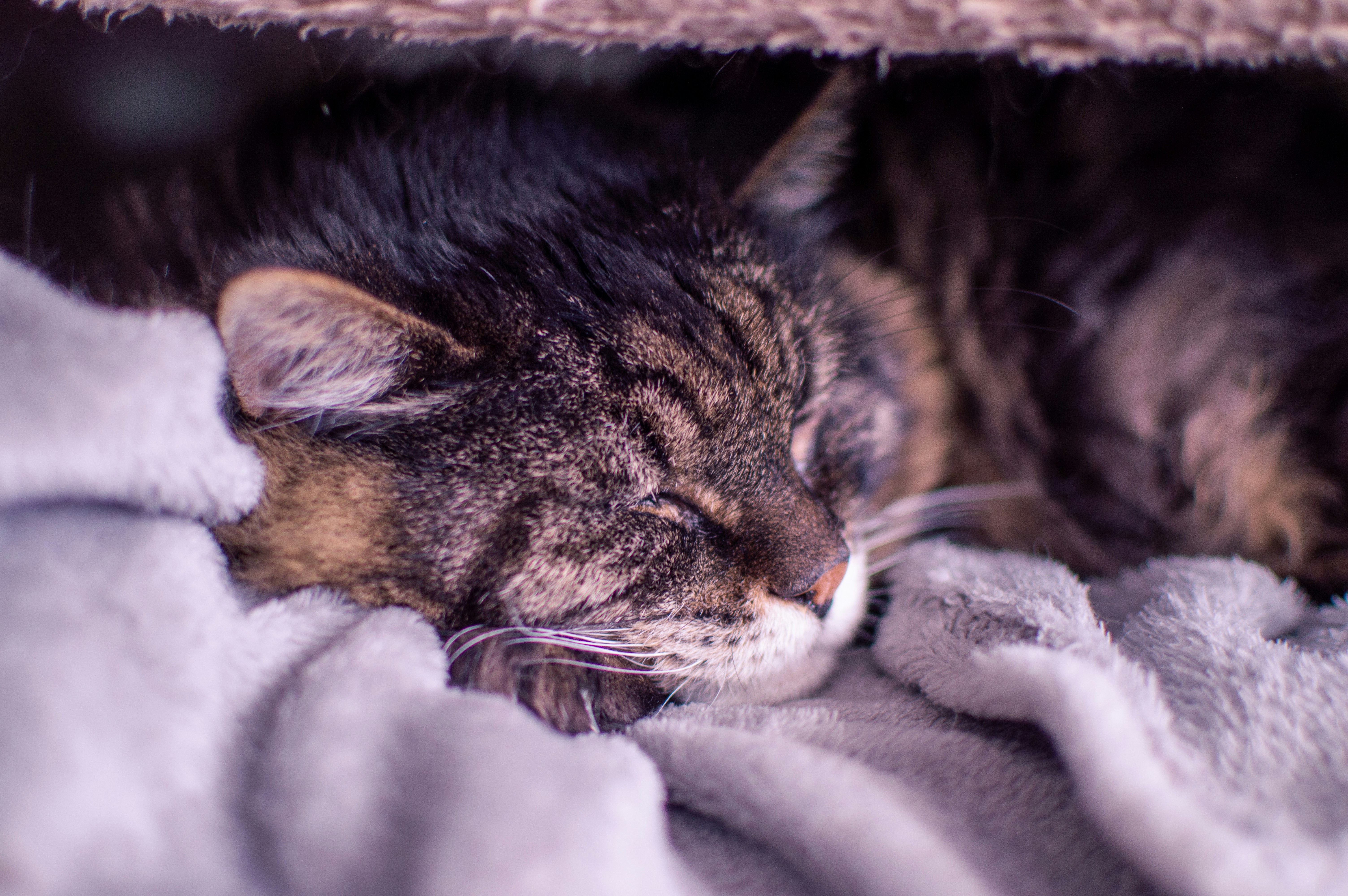 Whiskered Slumber: A Tabby at Quiet Rest Under a Cozy Blanket