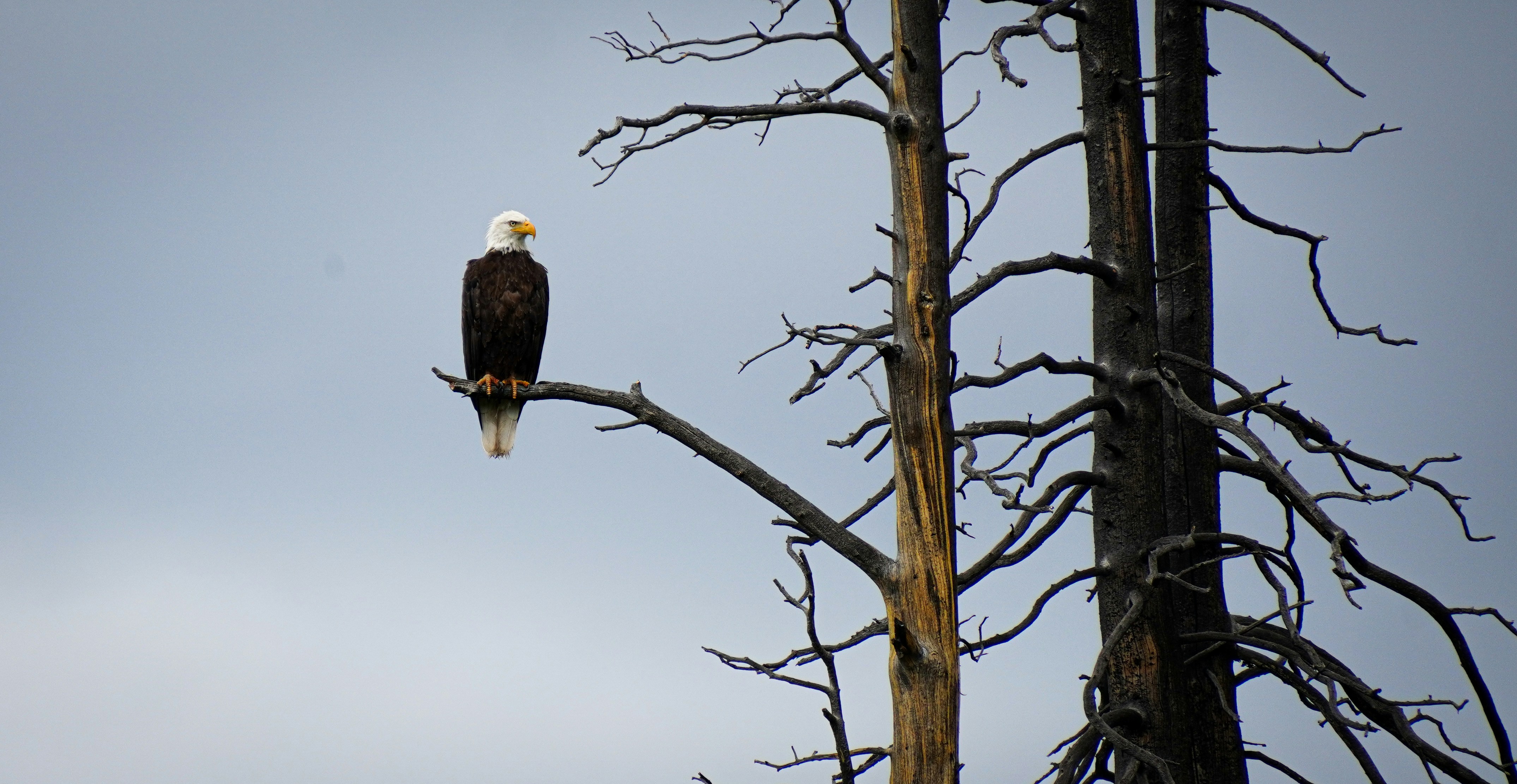 Perched Sentinel: Amidst Ashen Branches