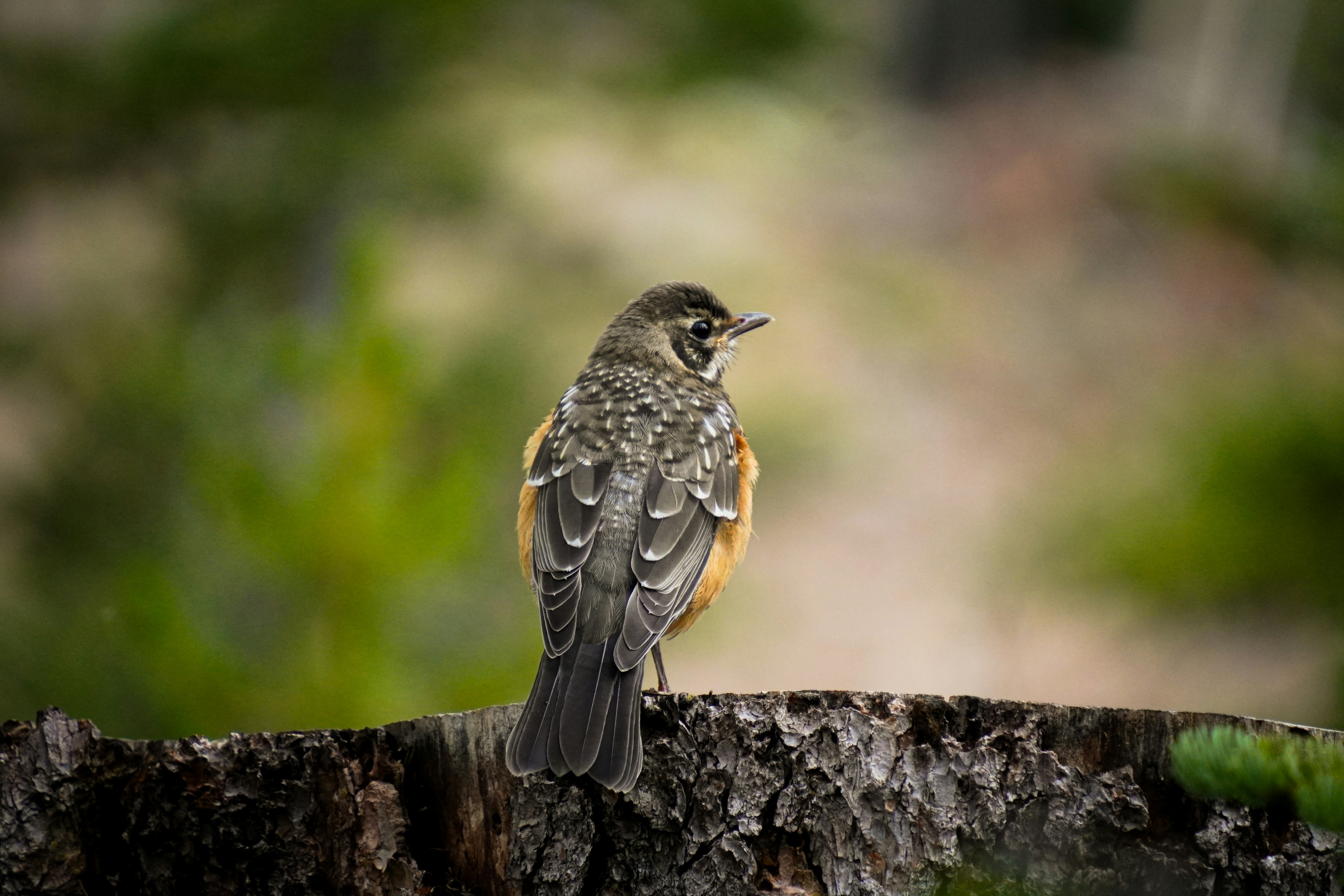 Juvenile Thrush Perched on Weathered Log