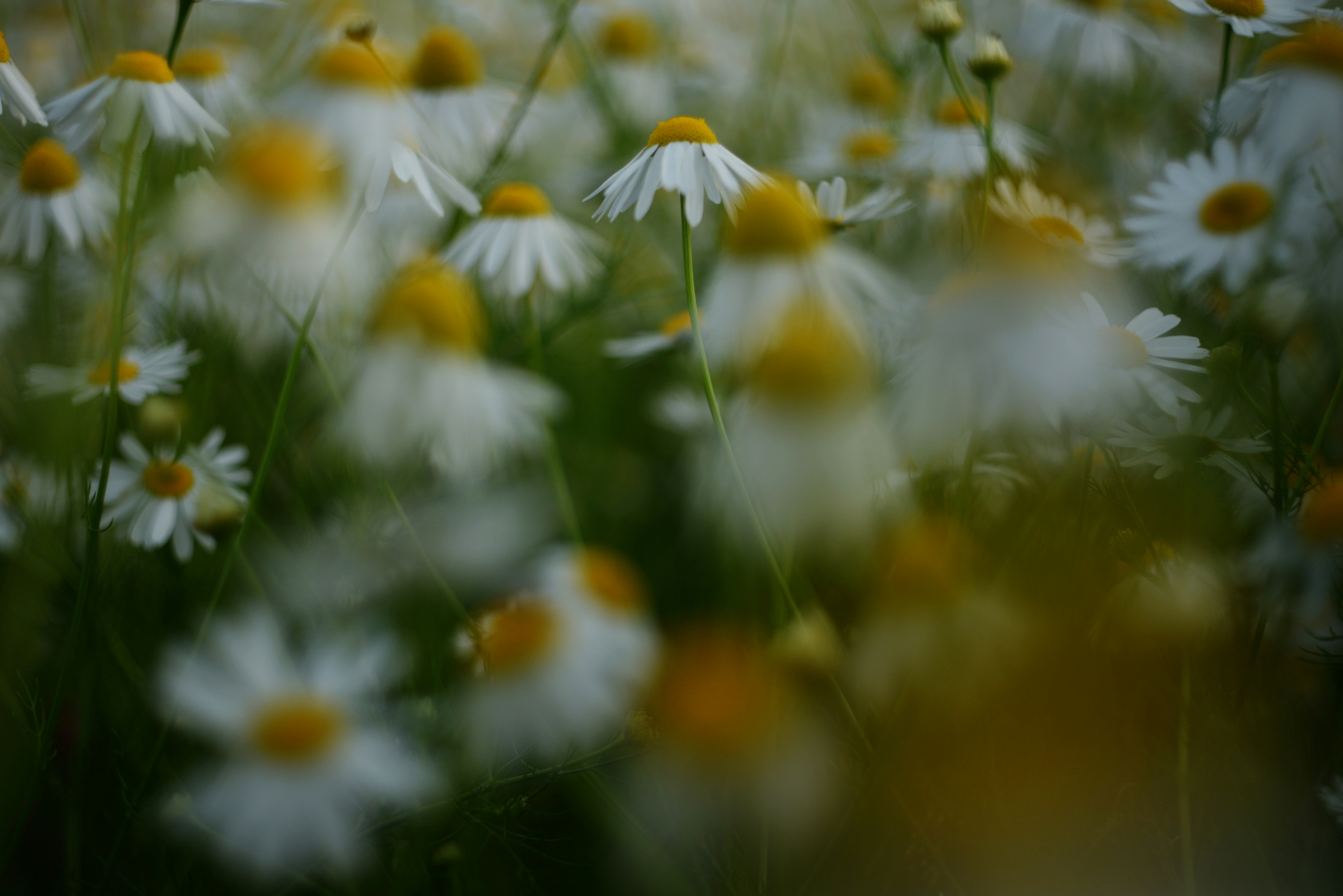 Daisies in Soft Focus: Morning Field Blur