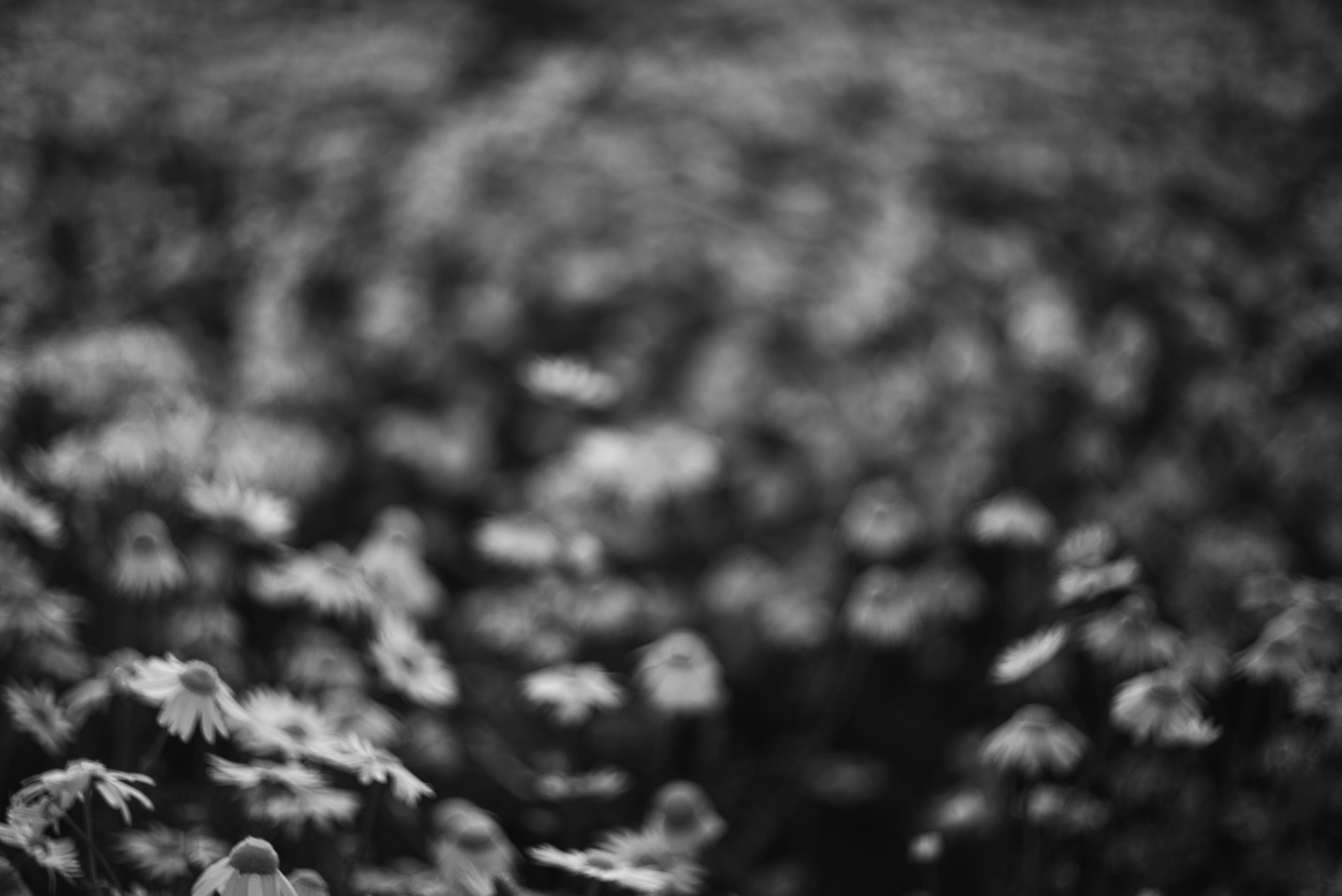 Soft Focus Meadow: A Blur of Daisies in Quiet Grayscale