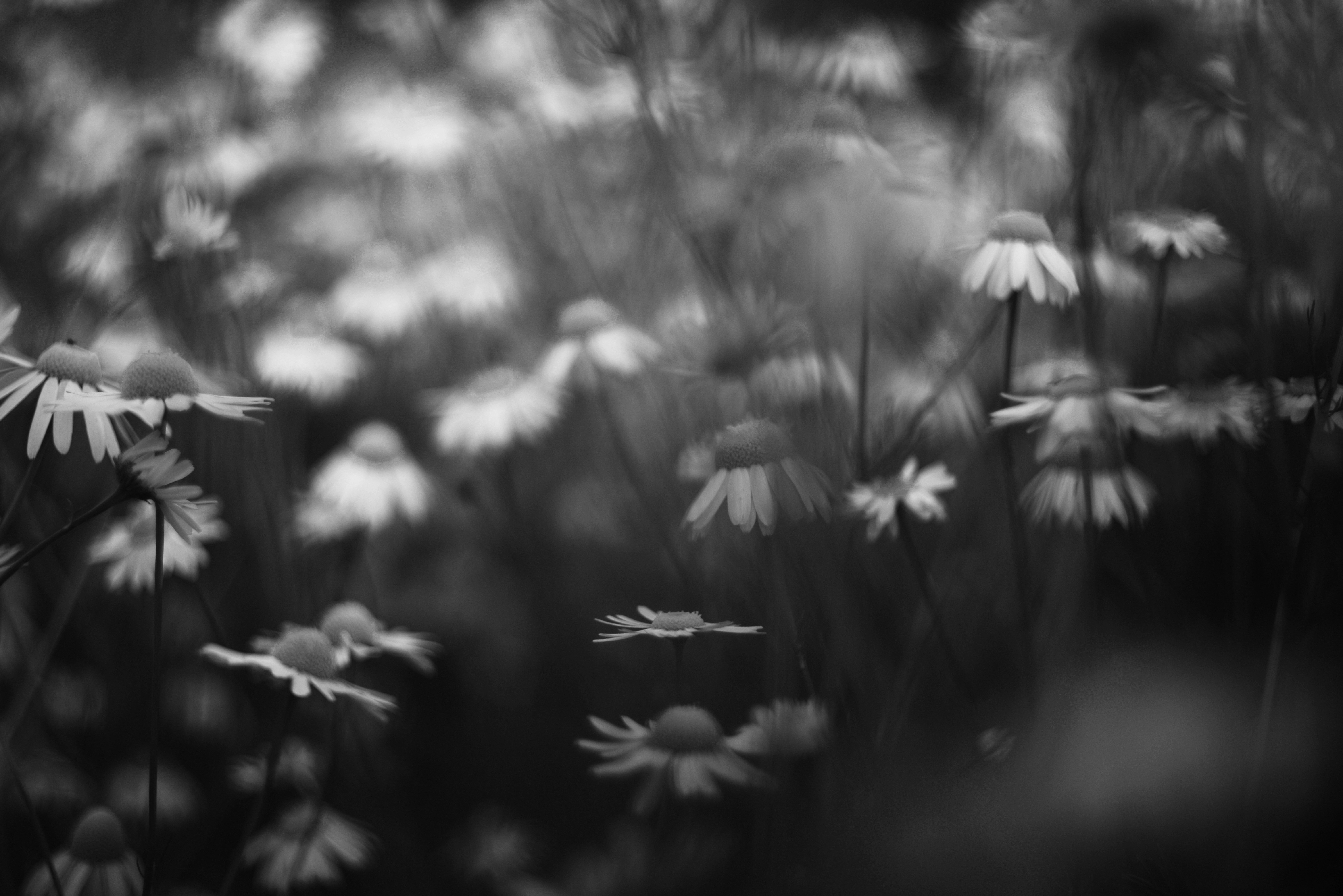 Daisy Field in Soft Focus: Mono Bloomscape