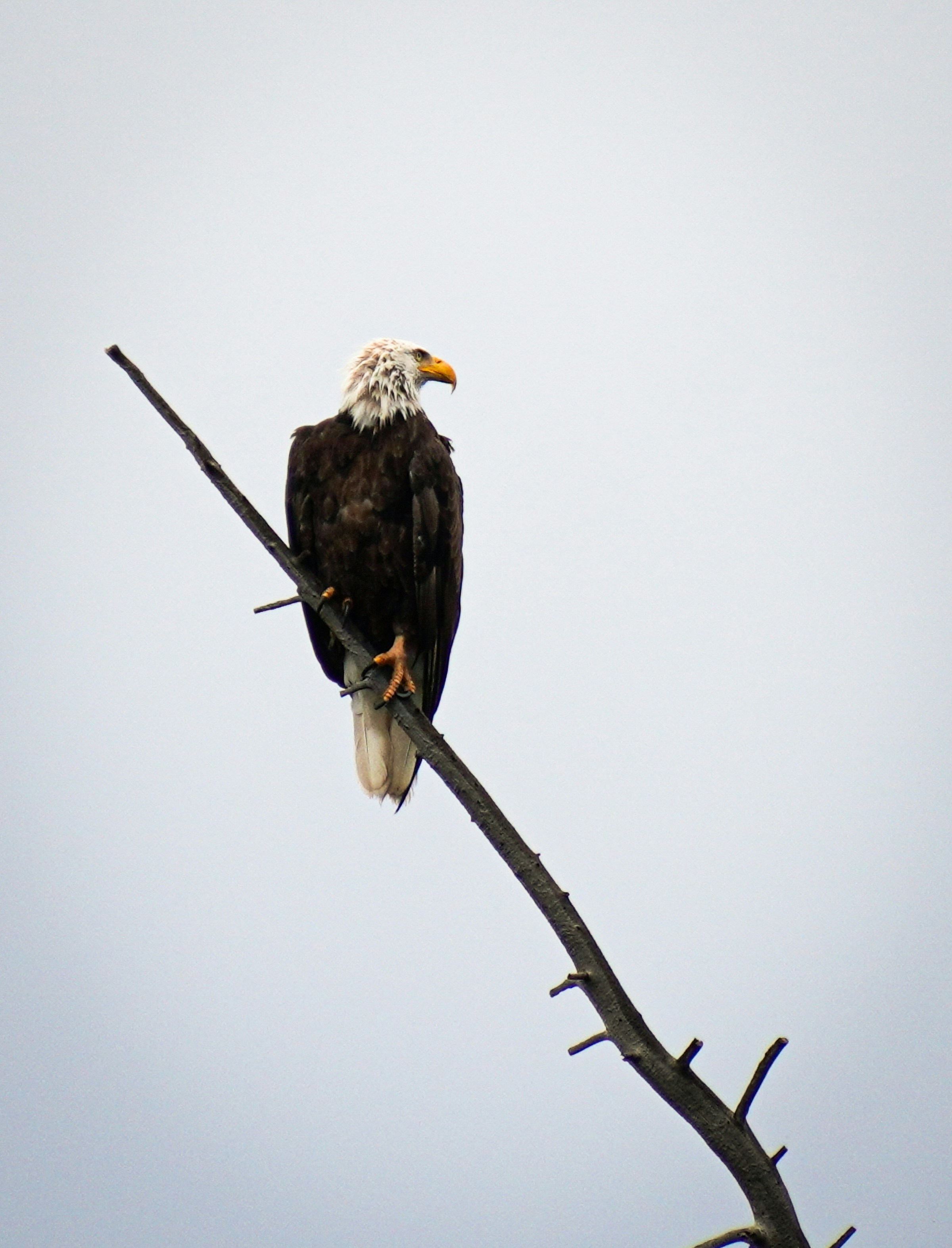 Raptor in Quiet Perch: A Bald Eagle Grips a Bare Branch