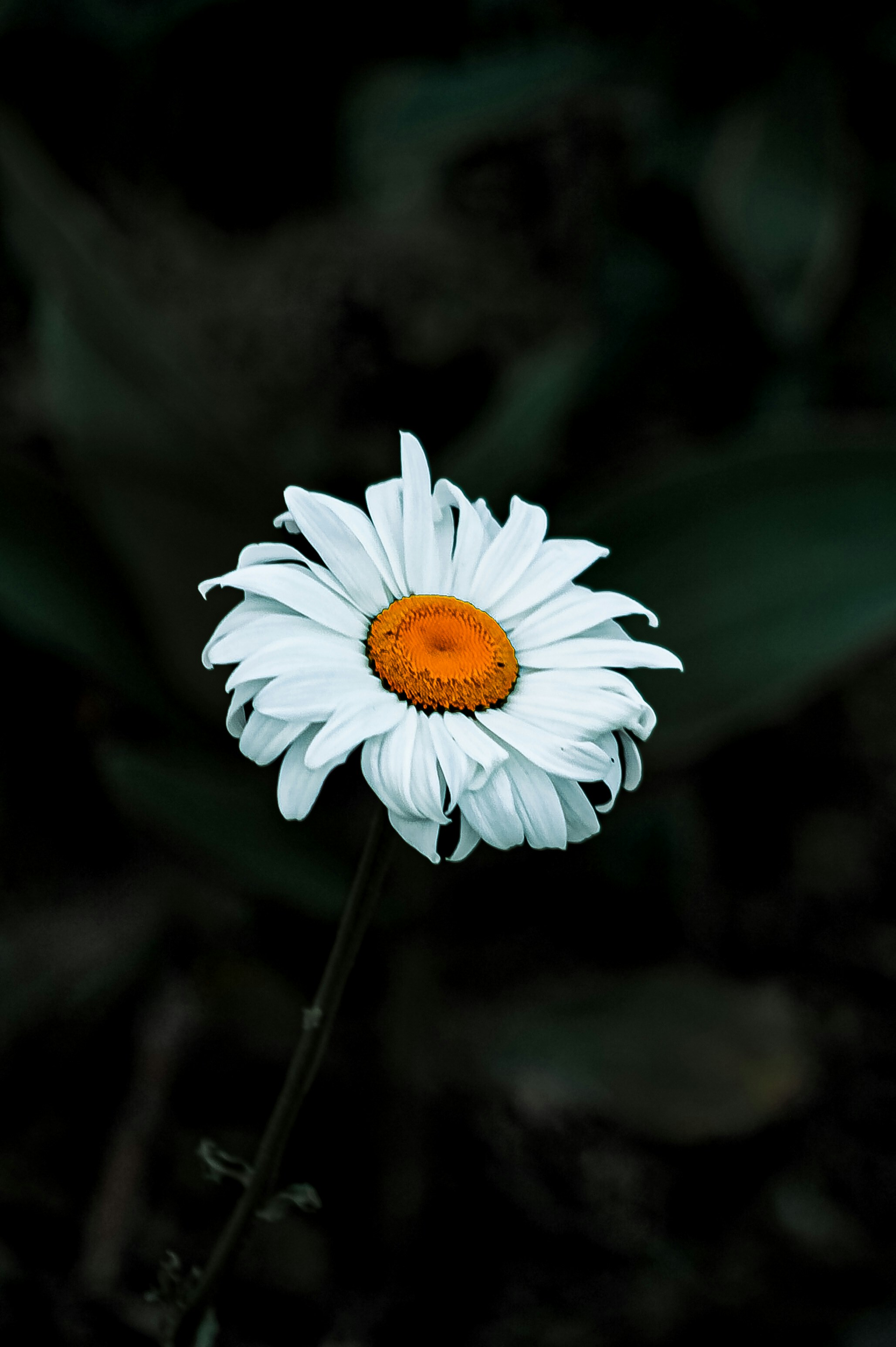 Florer’s Focus: The Daisy with a Golden Center Echo