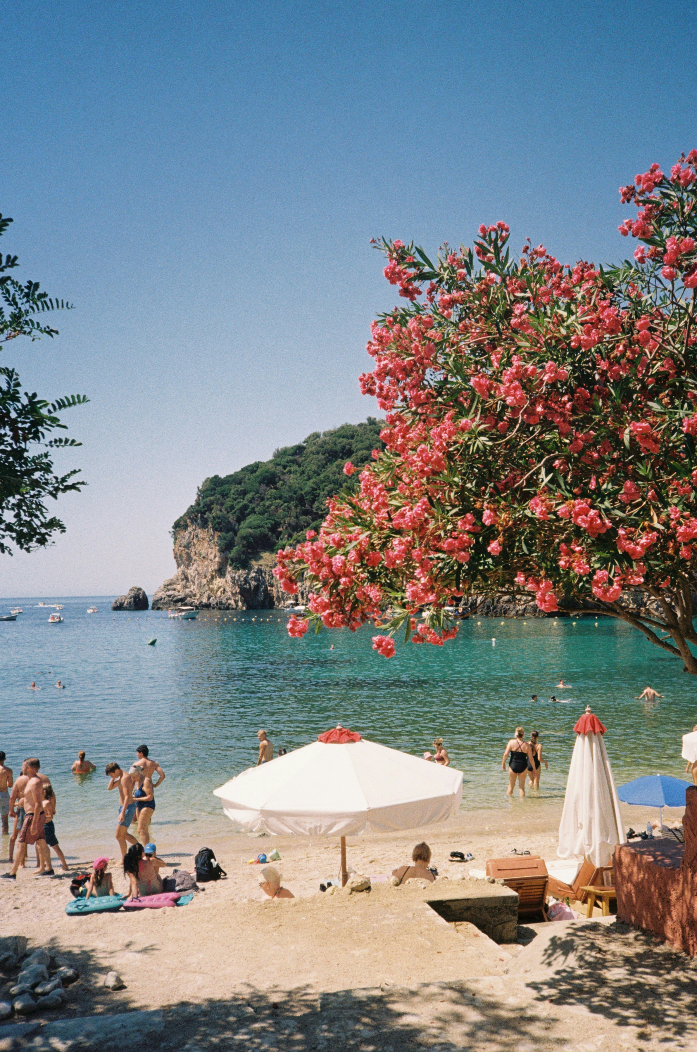 Sunlit Riviera: Pink Blooms Over a Bustling Beach