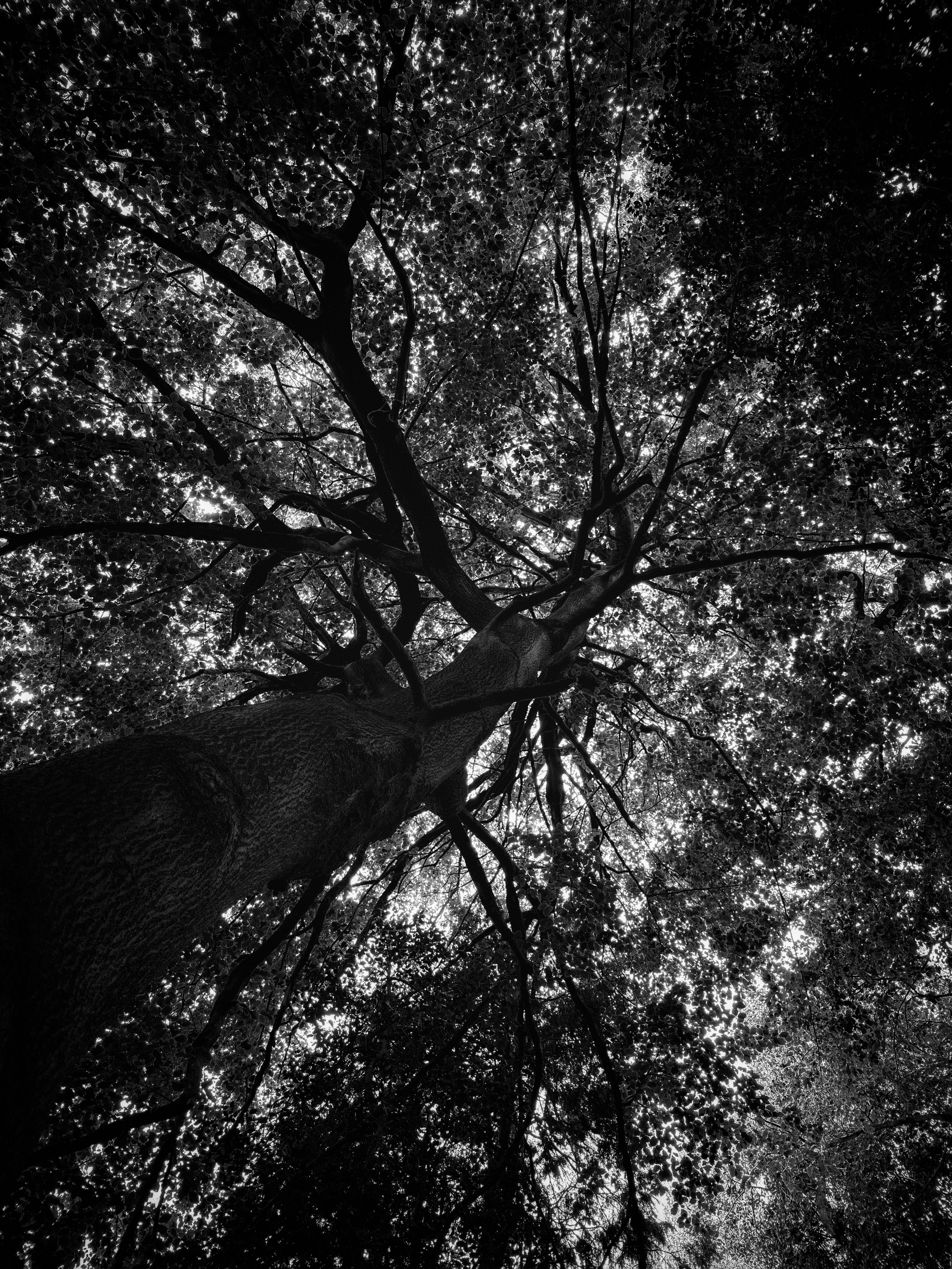 Looking up while out and about in my local park. Really enjoying the vast expanse of this tree, which looks like it's taking over the whole park from this angle.
