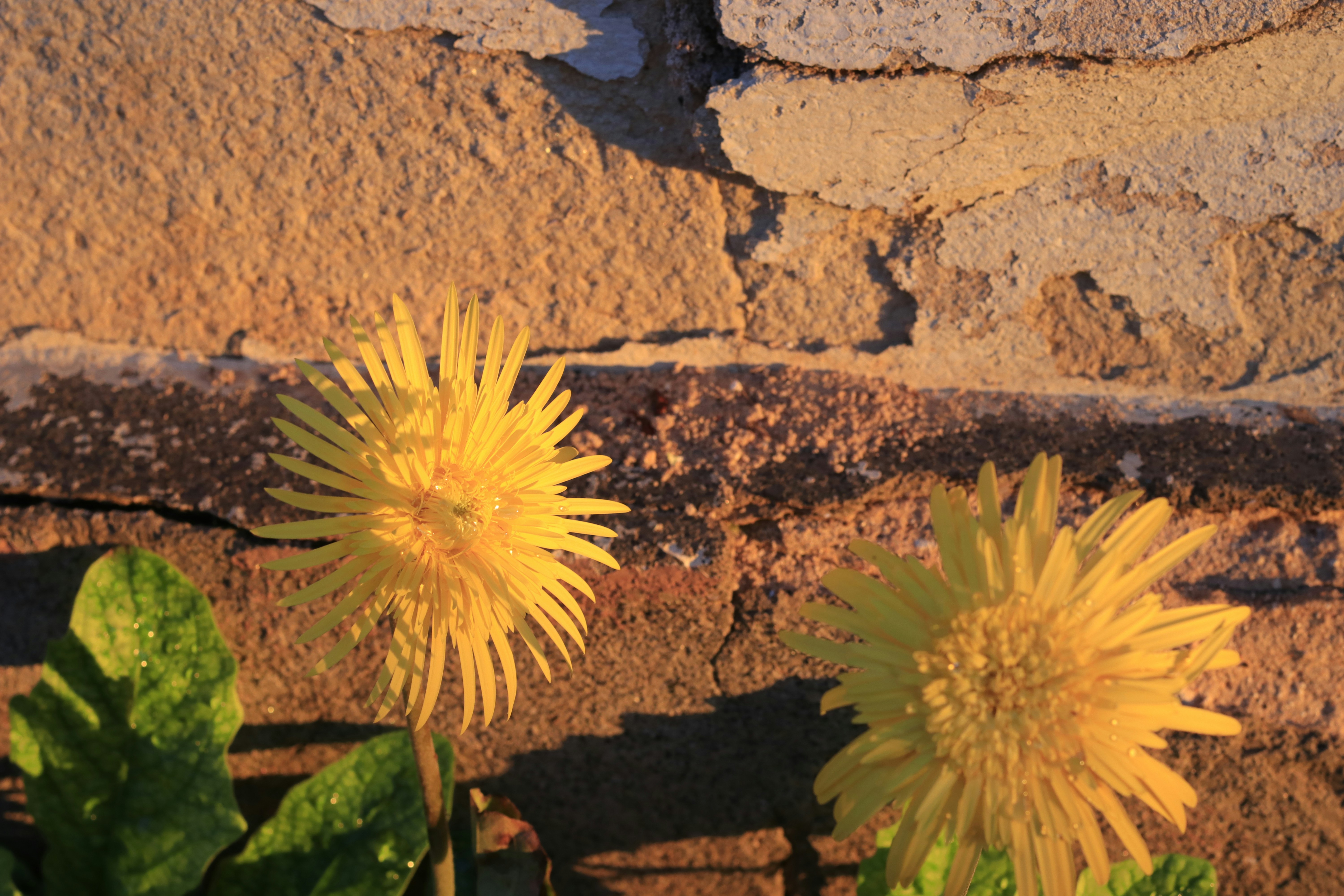 Sunlit Daffodils Against Rustic Brick