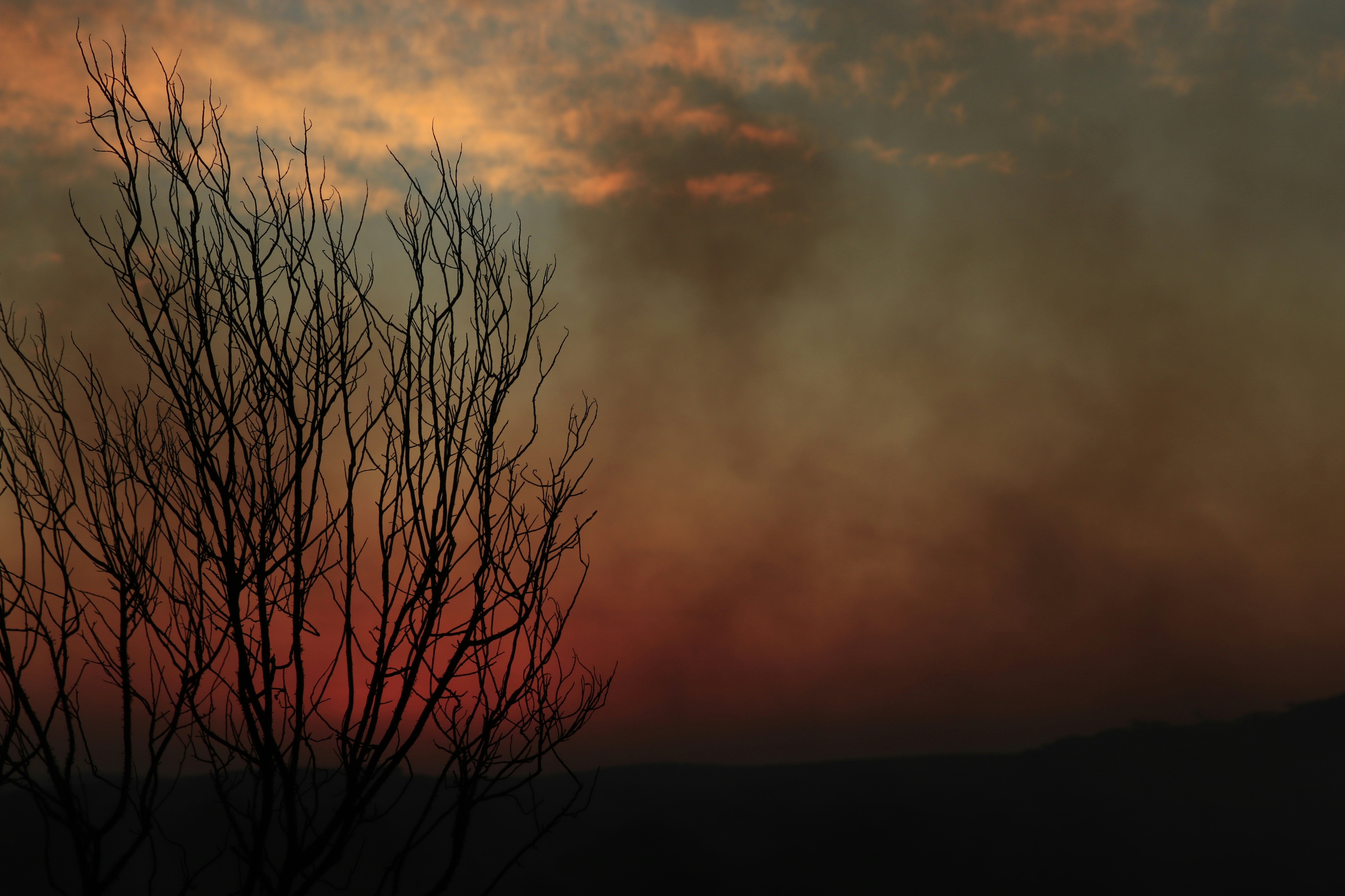 Silhouetted Branches Against a Fiery Sunset