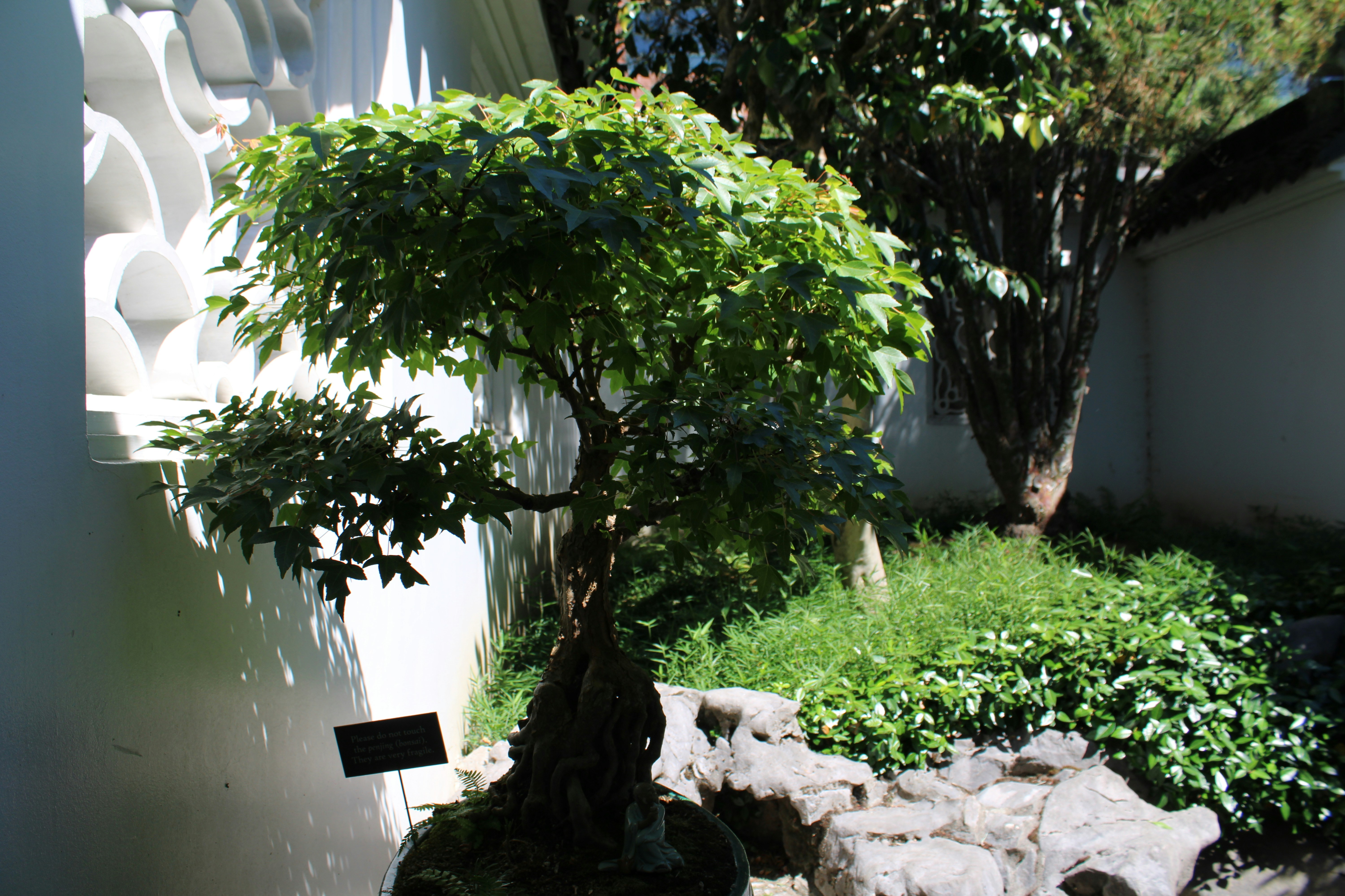 A potted maple bonsai tree casts soft shadows against a white courtyard wall beside a sunlit stone path and lattice window.