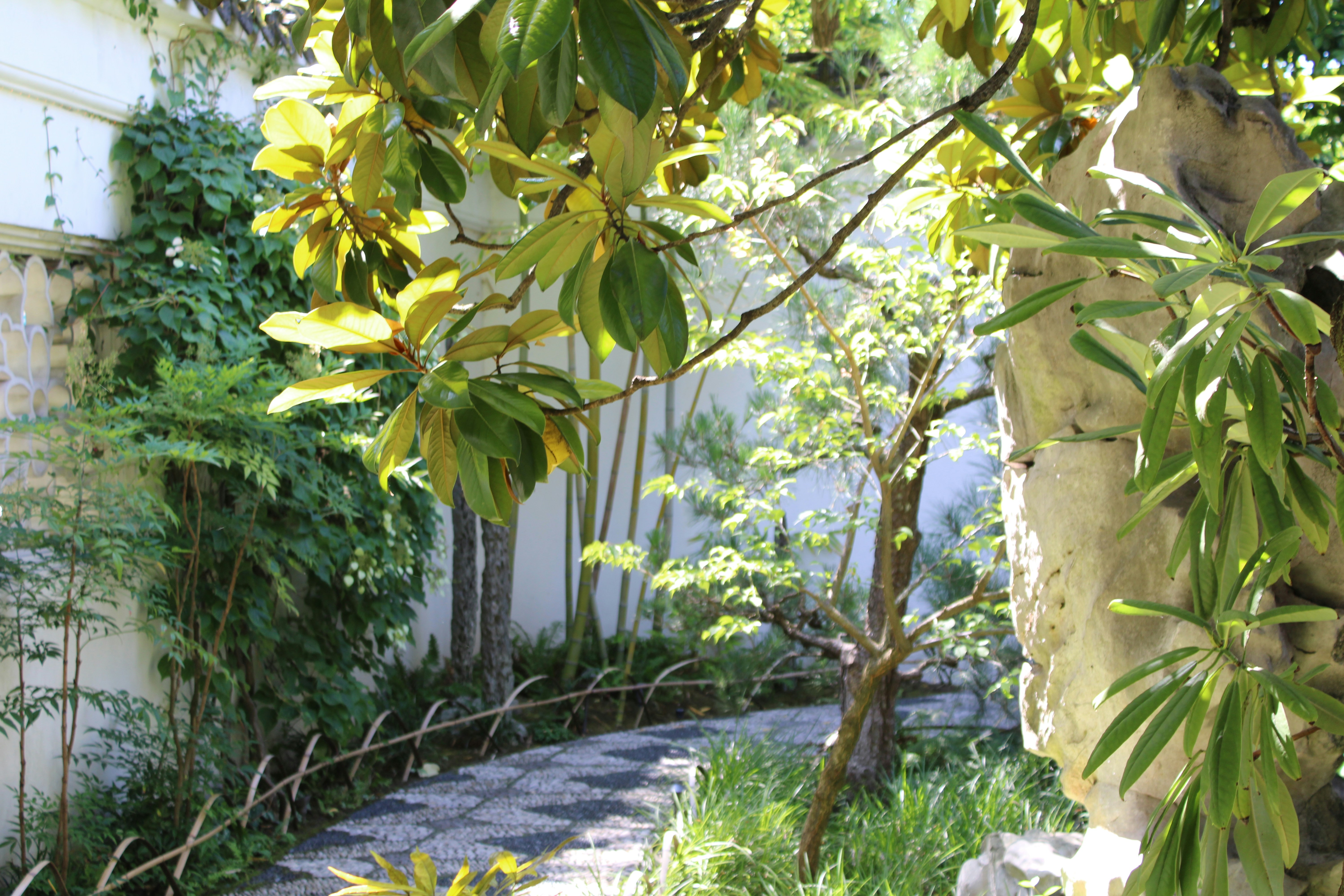 Sunlit Path through a Verdant Courtyard