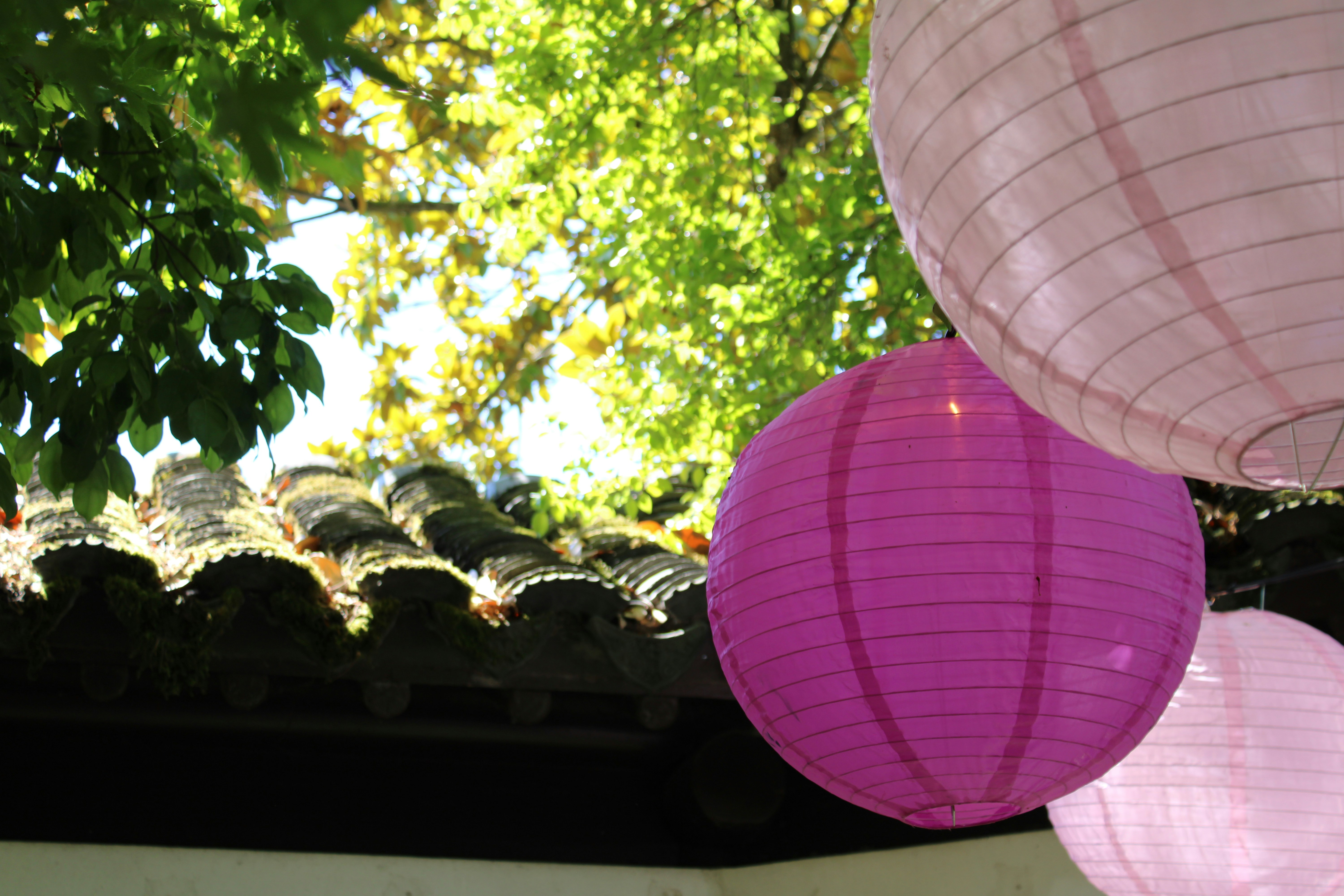 Pink Lanterns Drifting Across a Sunlit Courtyard