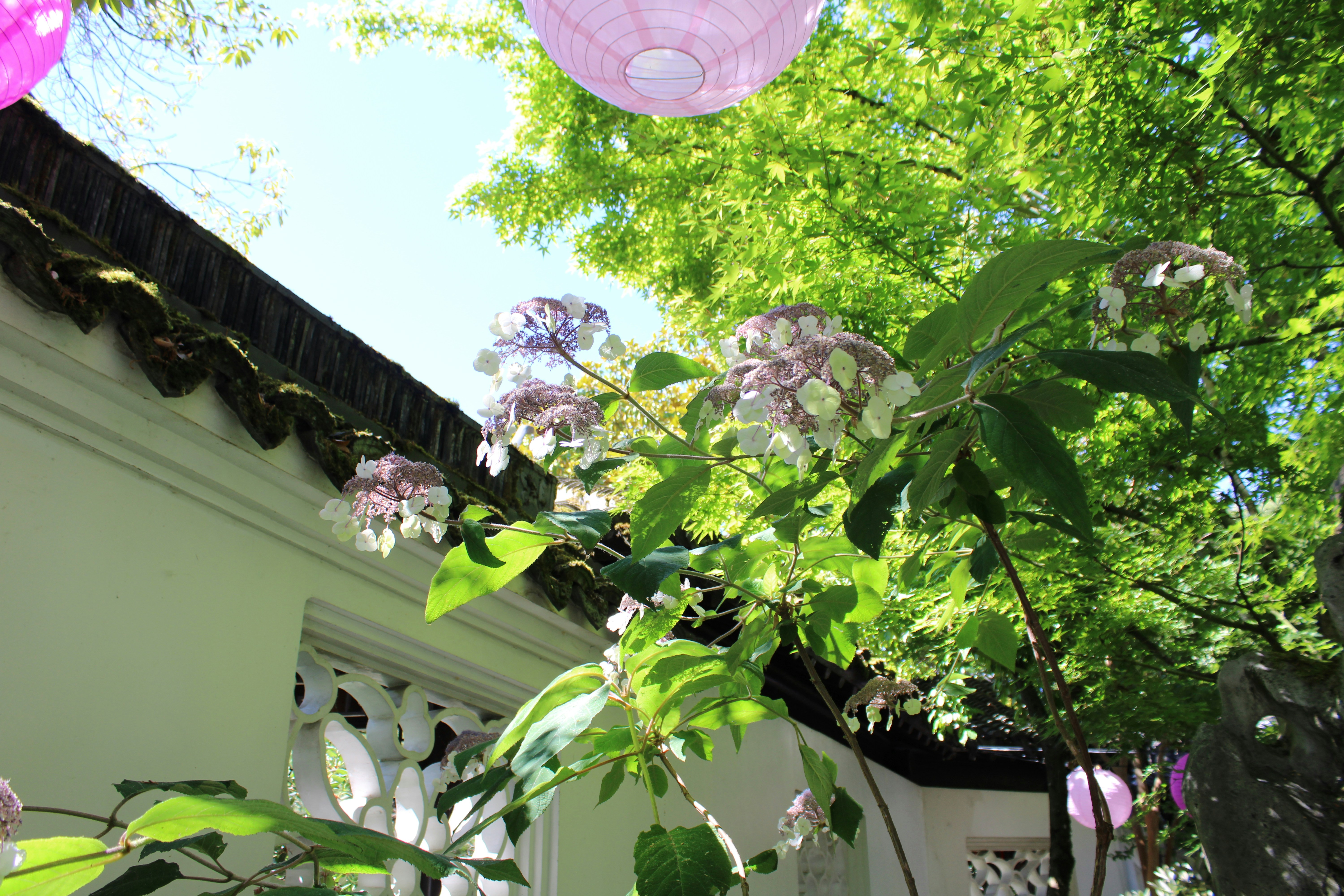 Sunlit Hydrangea Canopy Above a Quiet Courtyard