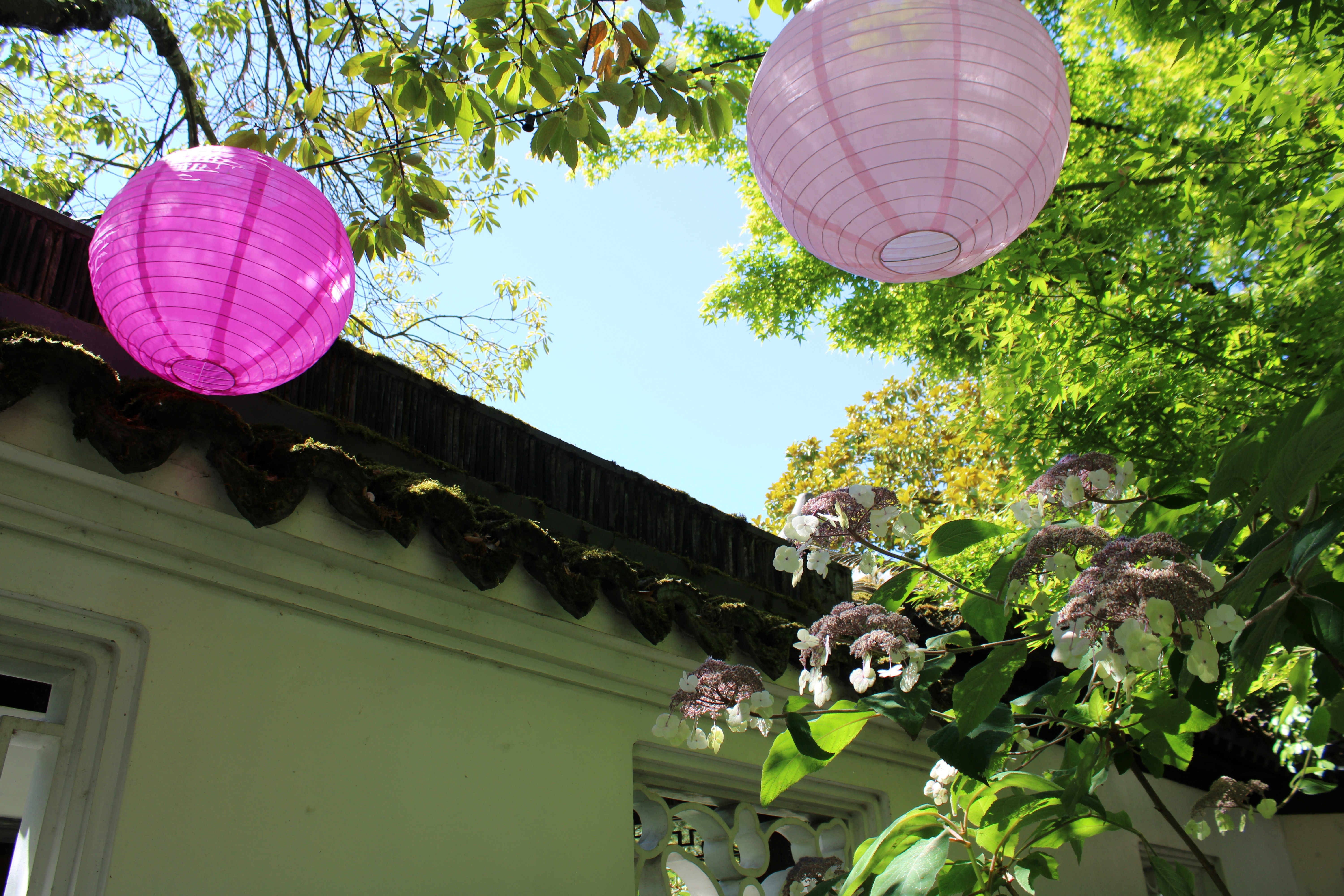 Pink Lanterns Drifting Above a Sunlit Garden Wall