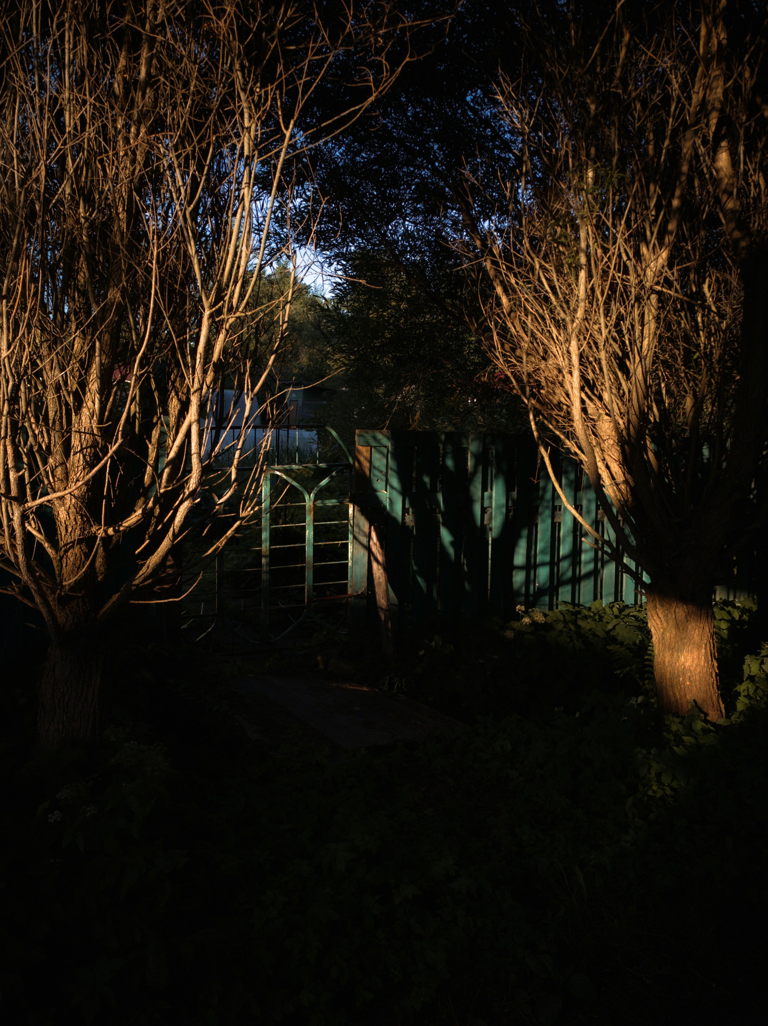Dimly lit garden scene with trees framing a gate and a fence; subtle moonlight reveals a quiet nocturnal space. This is a photographic capture of a private outdoor area.