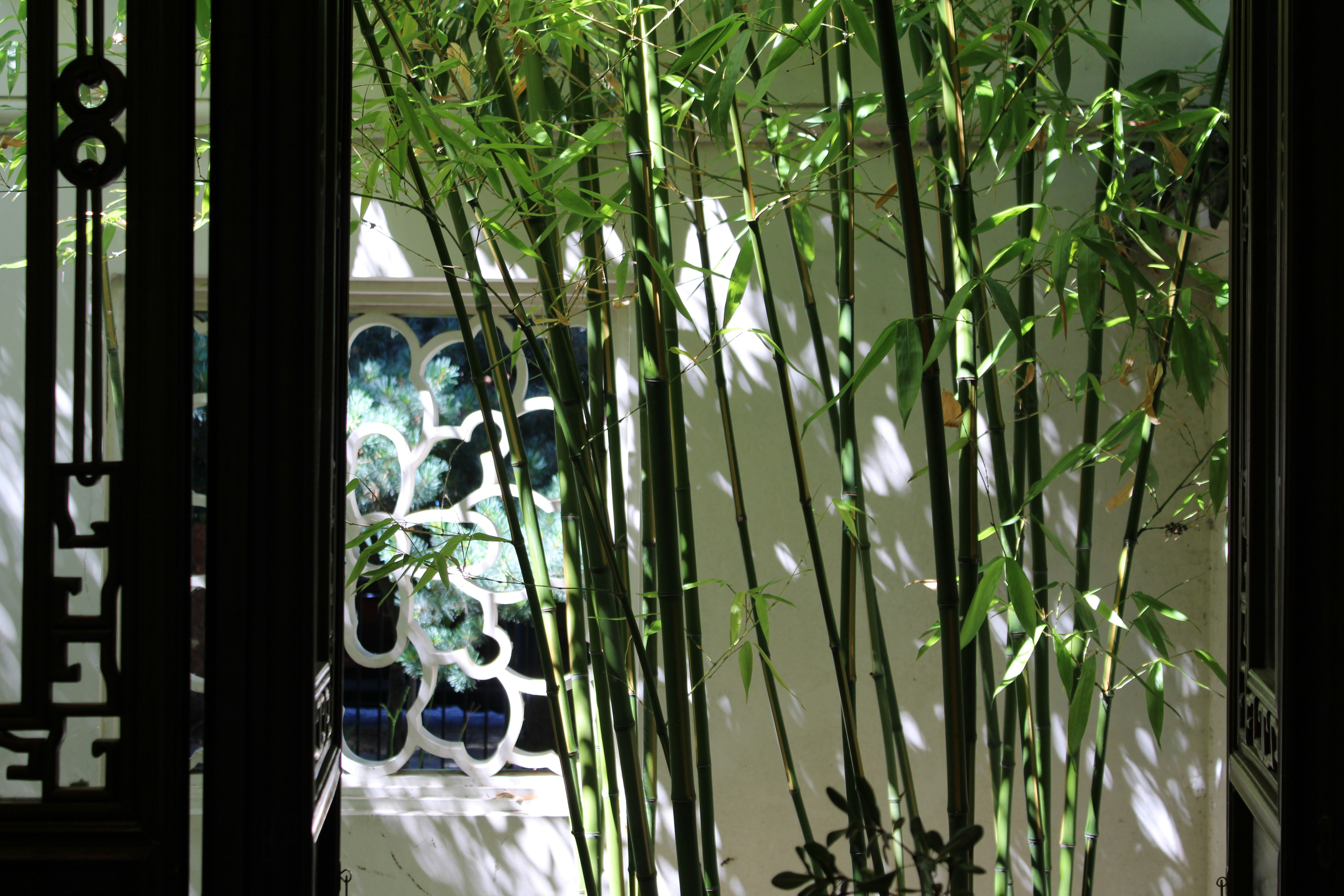 Through Bamboo Veils: A Framed Moment at a Lantern Doorway