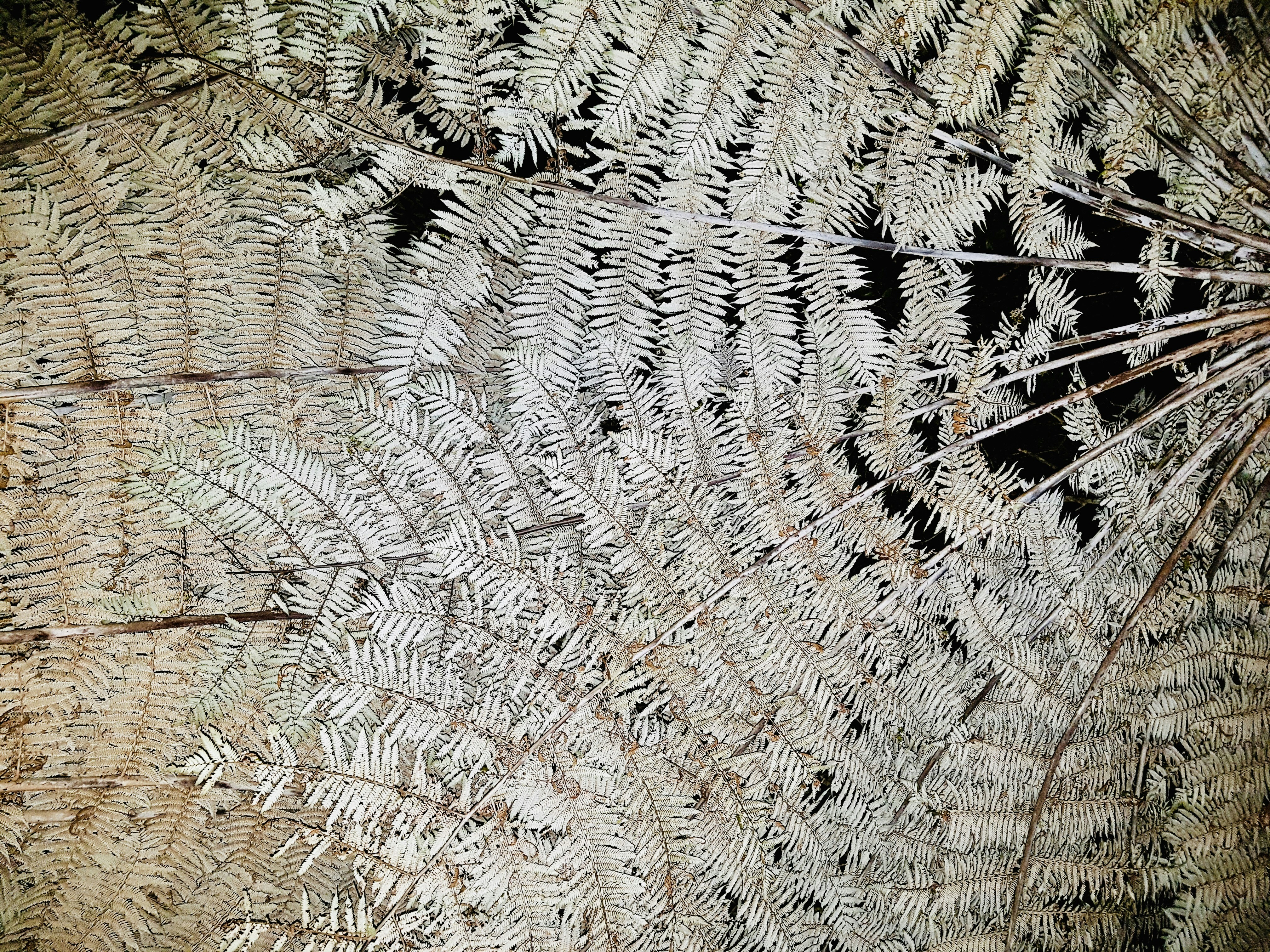 Frosted Fern Windows: a delicate lattice of ice-fronds on a dark canopy