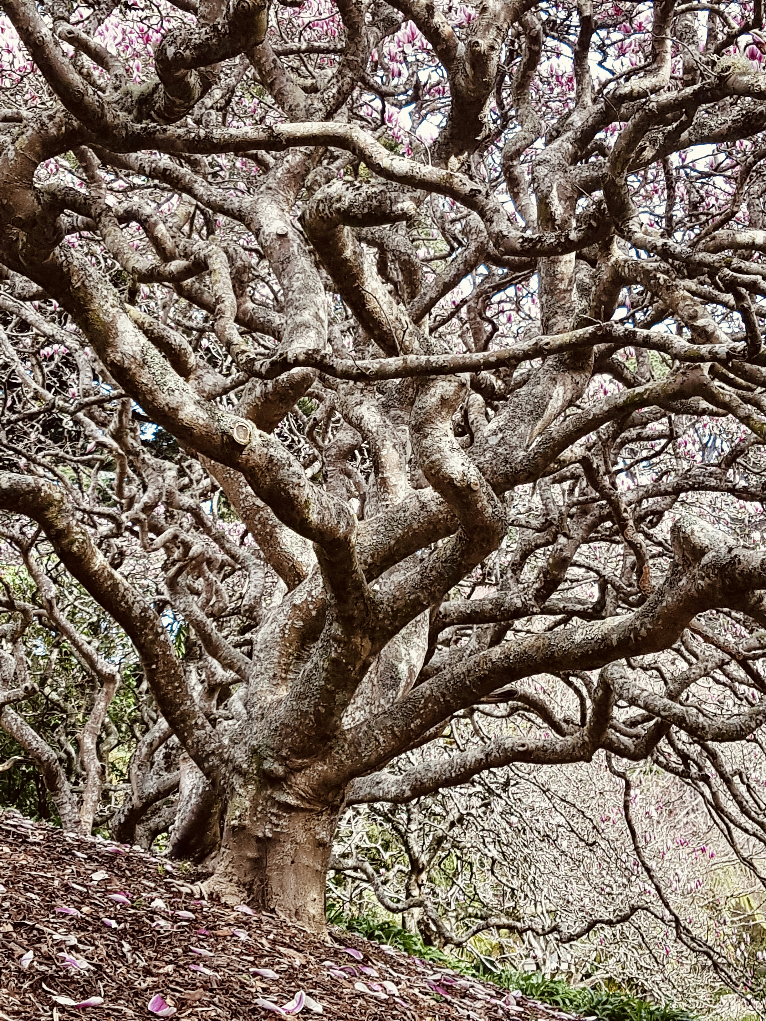 Twisted Guardians: A Grove of Ancient Blooming Clouds