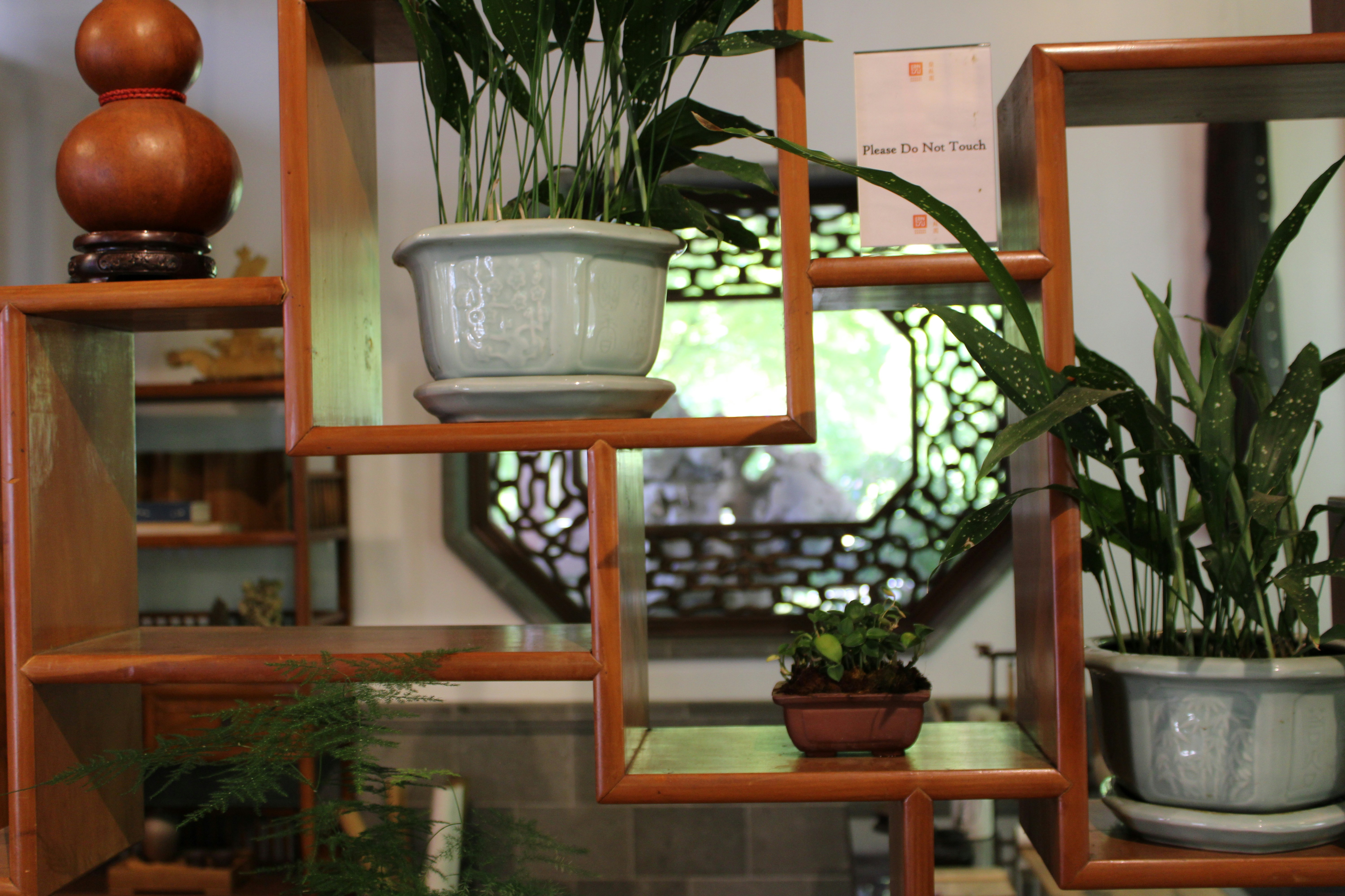 Geometric Plant Frames: A Forest of Tinted Wood and Potted Life