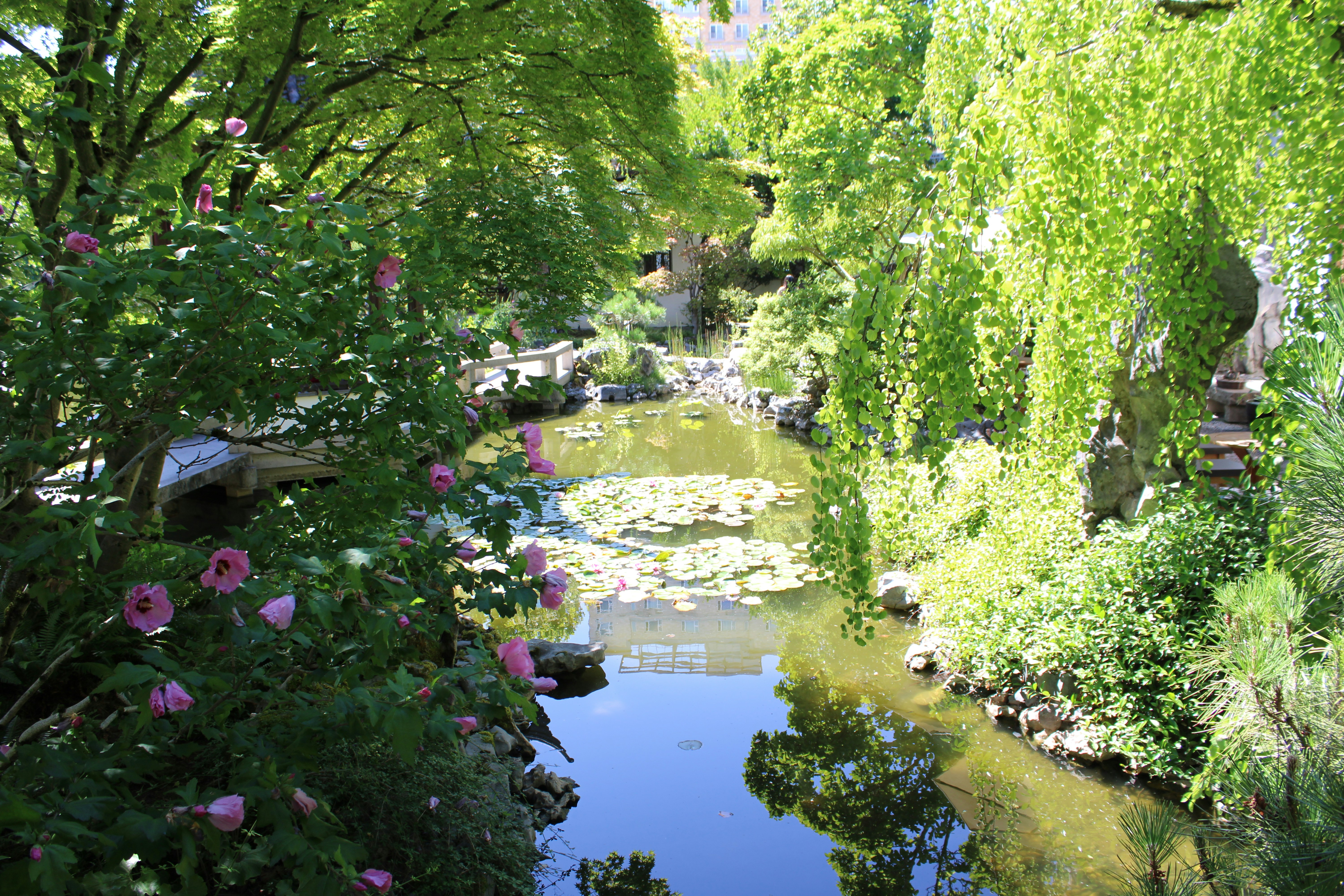 Sunlit Stream in a Lush Japanese-Style Garden