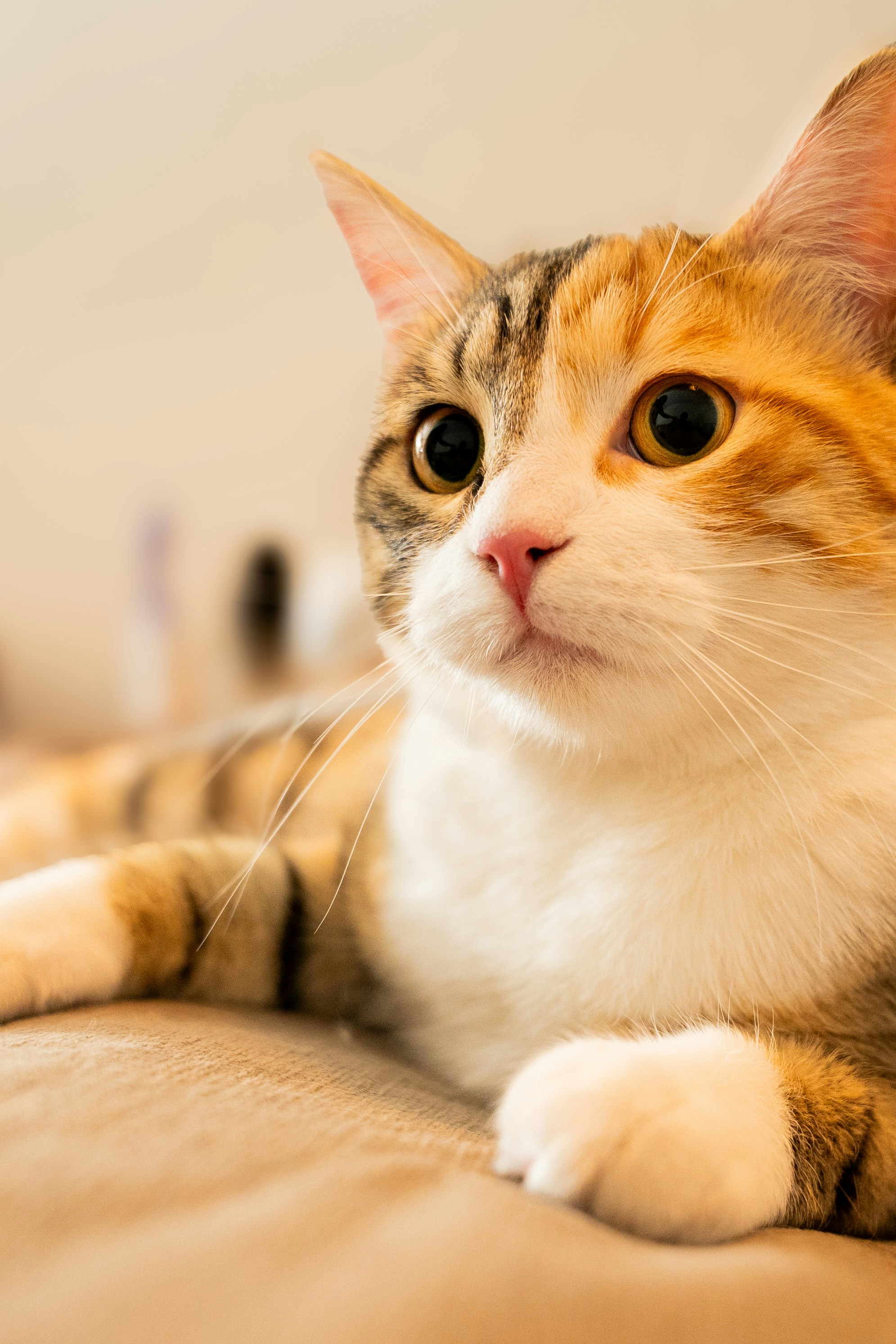 Curious Calico Gaze: A Portrait of Focus and Whiskers