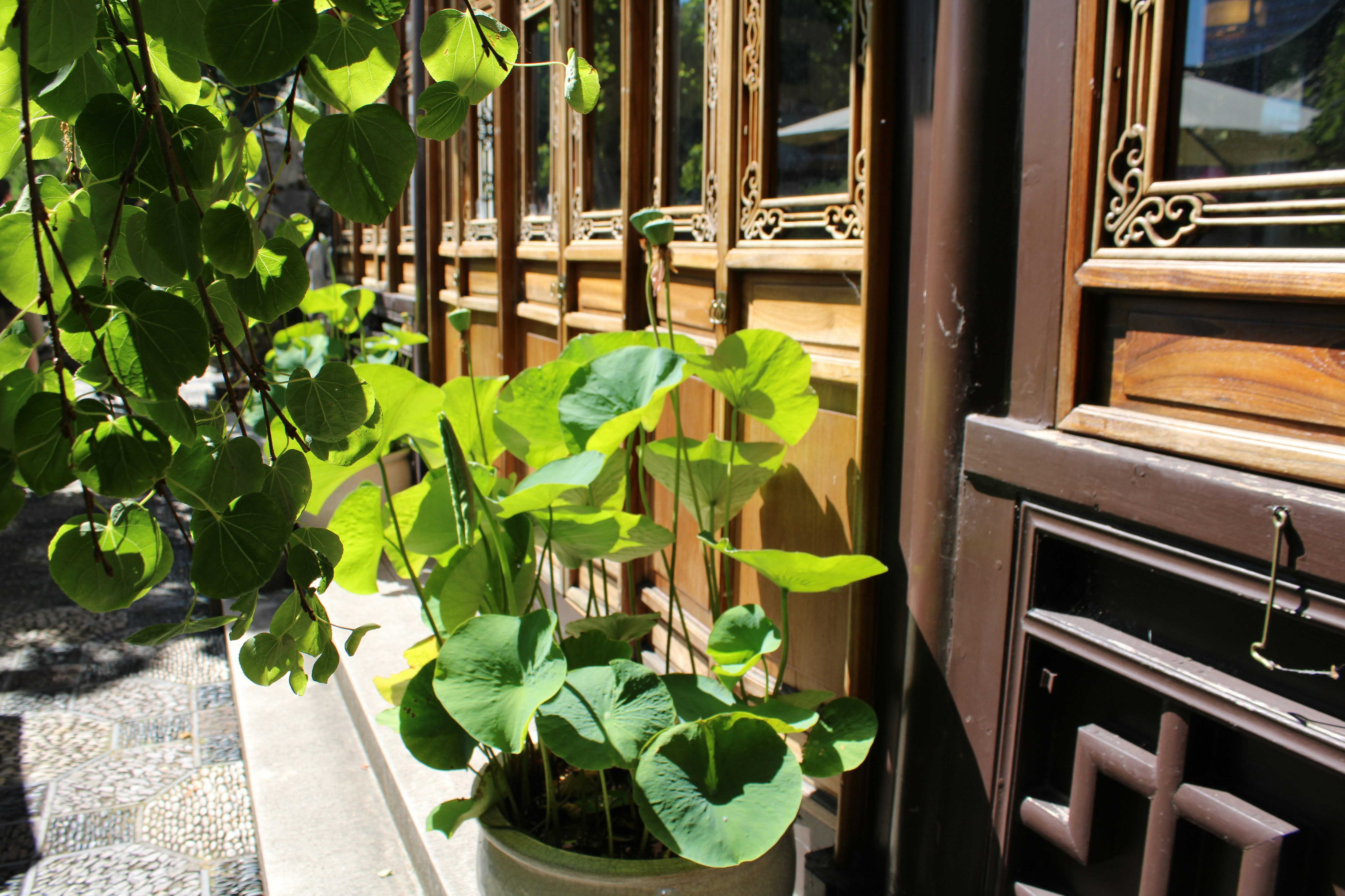 Vibrant Urban Plant Fragments Framing a Wooden Facade