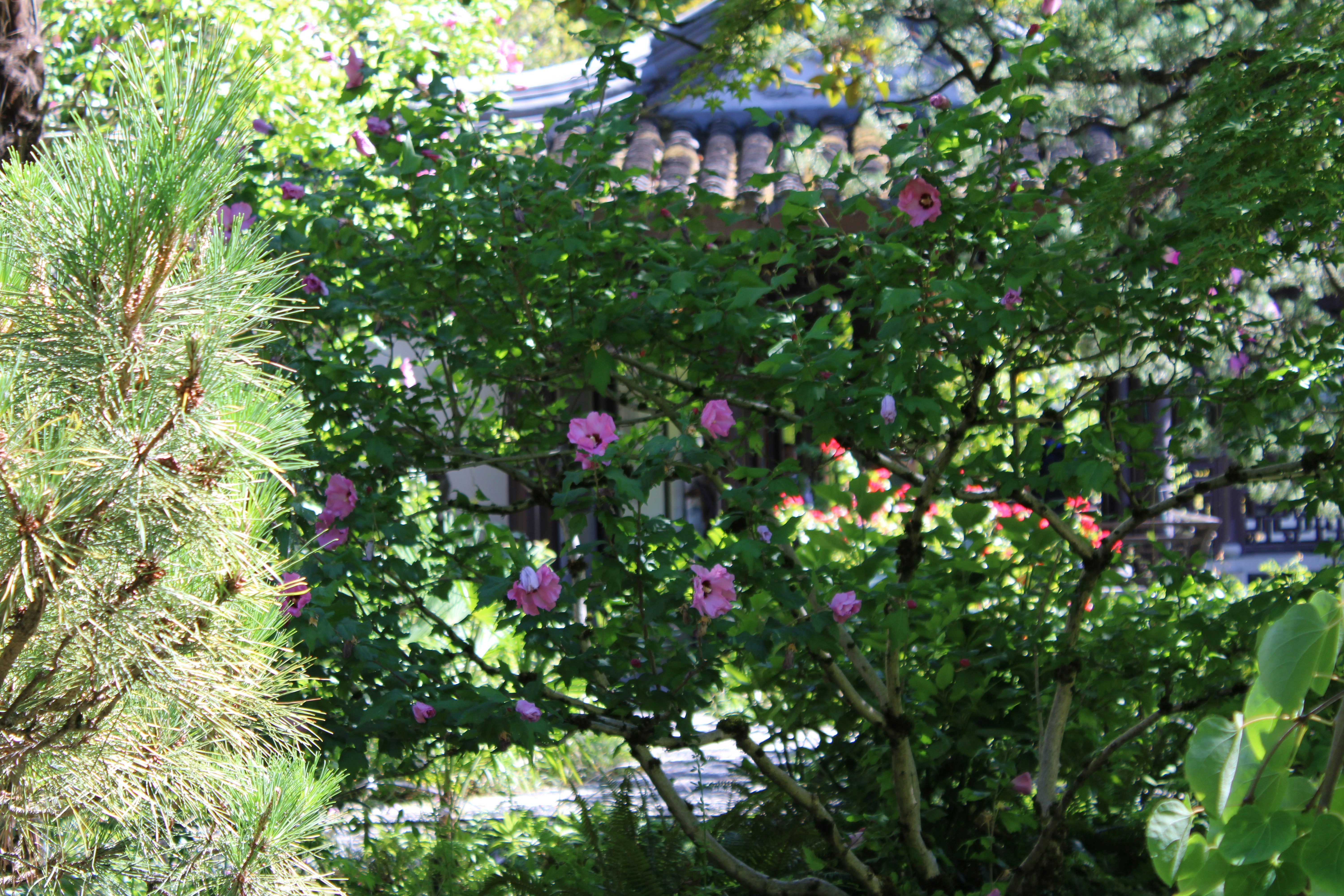 Pink blooms amid sun-dappled garden backdrop