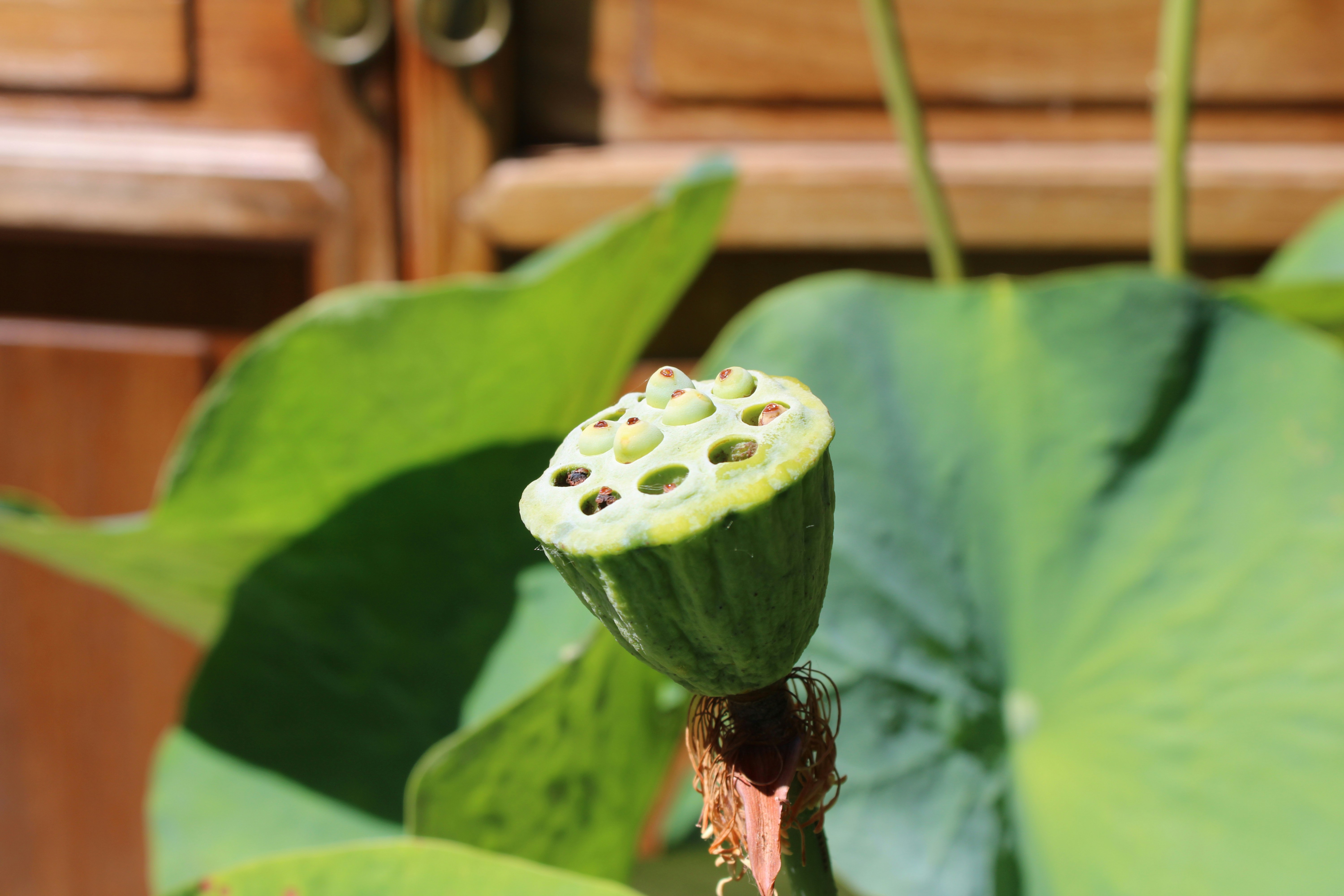 Seed Pod Sentinel: A Lotus Seed Pod Reaches for Light